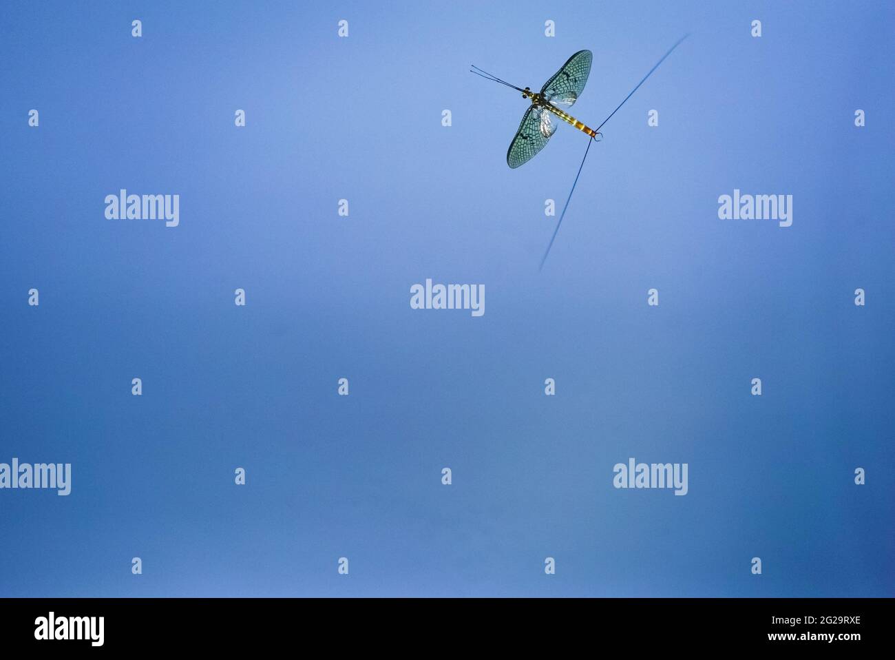 Yellow Mayfly High Resolution Stock Photography and Images - Alamy
