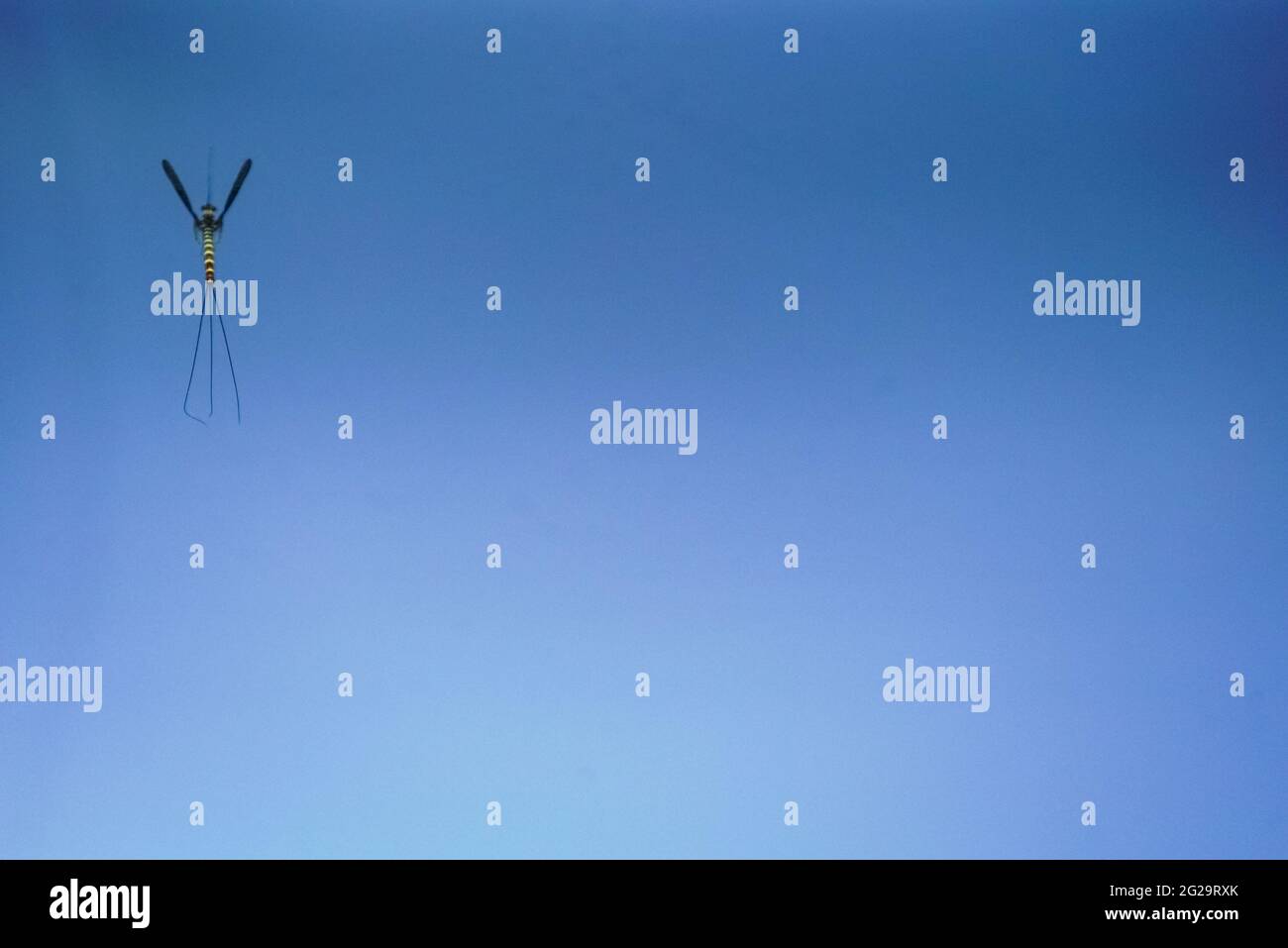 Mayfly in flight Stock Photo - Alamy