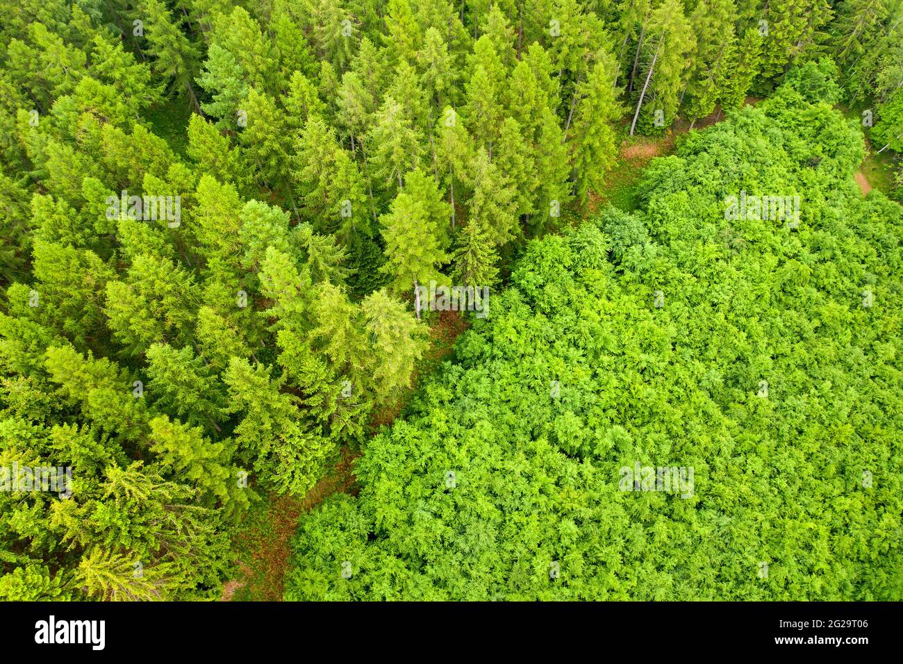 Healthy mixed deciduous forest hi-res stock photography and images - Alamy