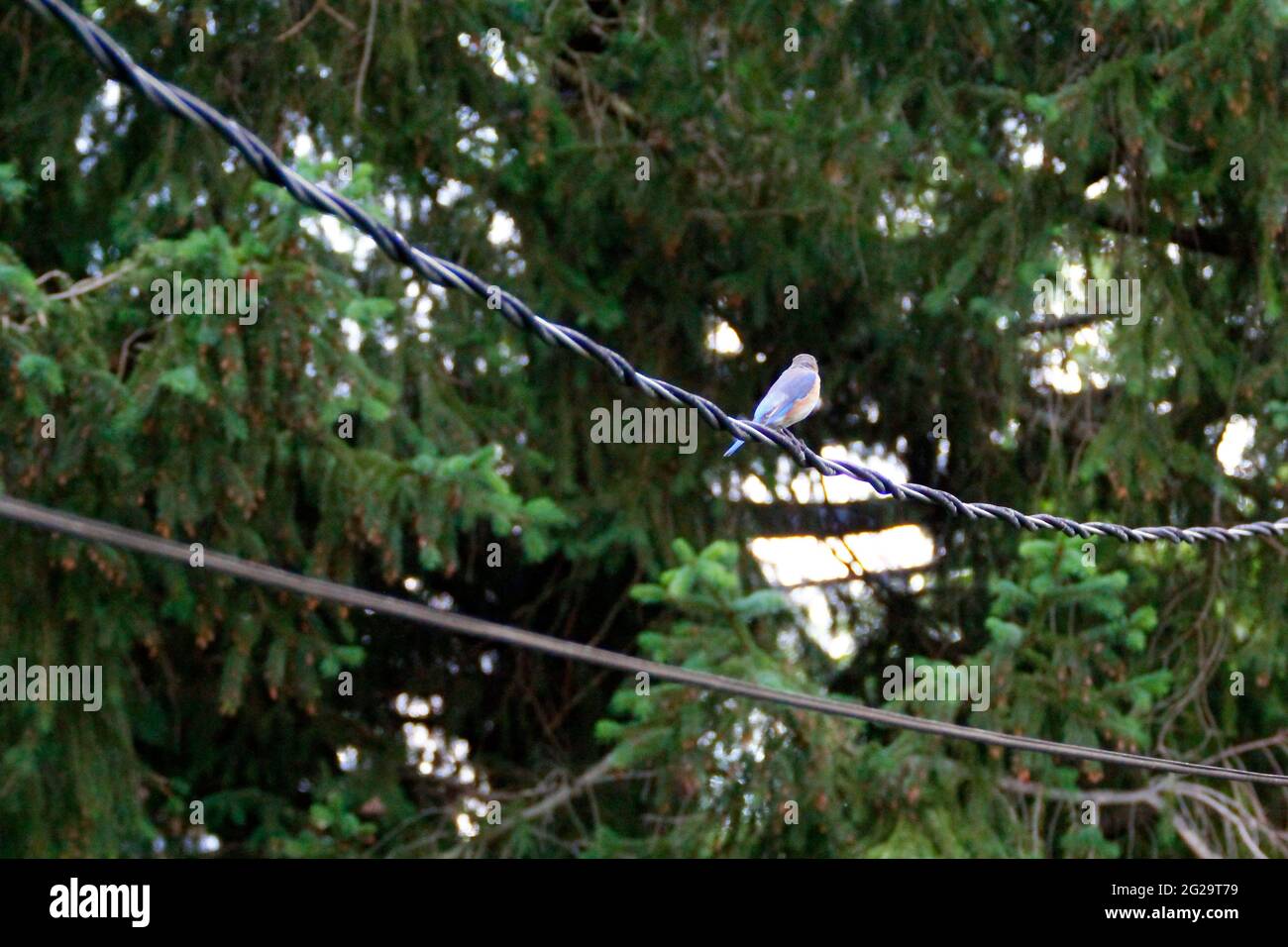 Eastern Bluebird (Sialia sialis) Sitting on a Cable Stock Photo - Alamy