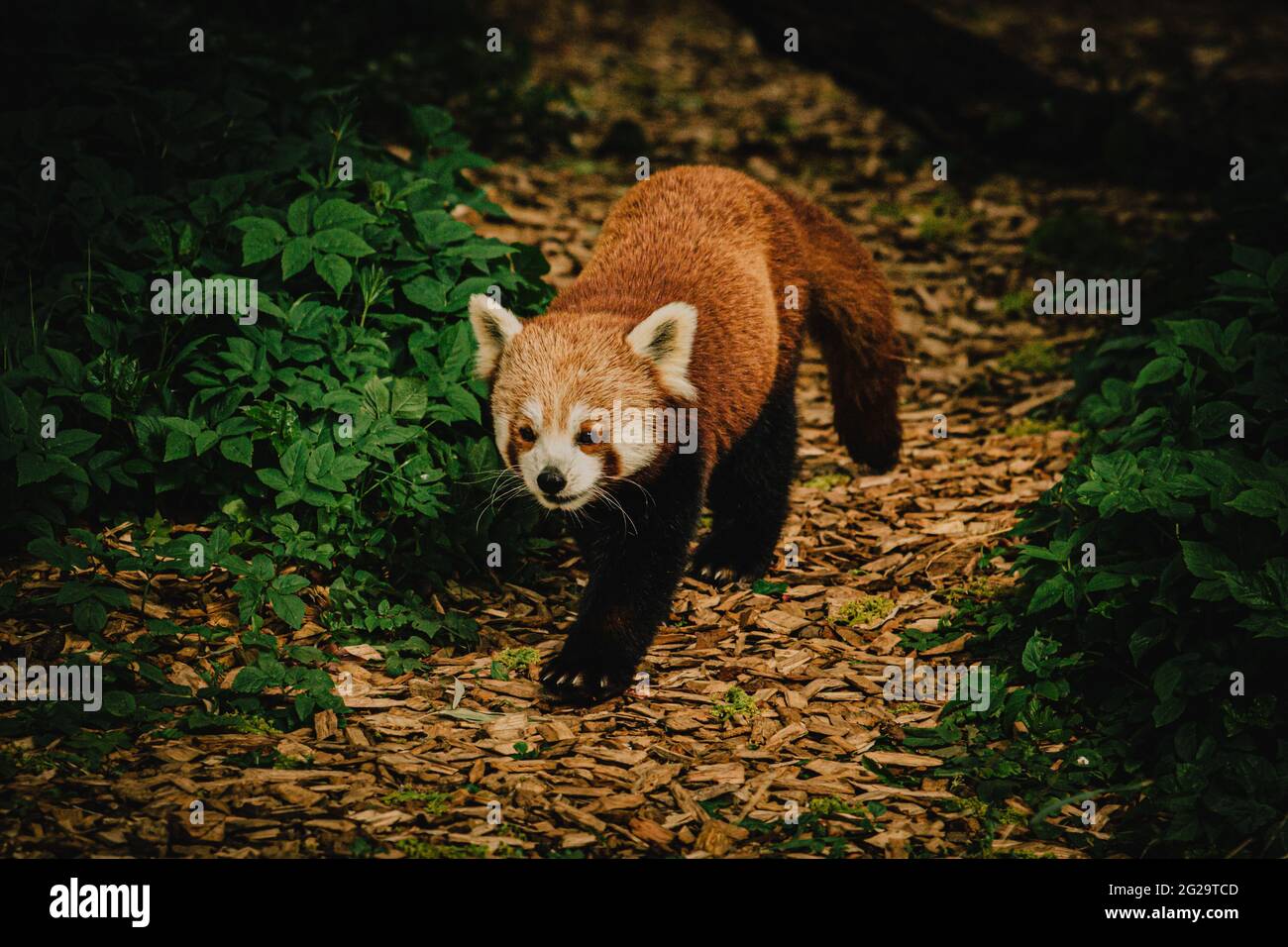 Red panda in zoo Stock Photo - Alamy
