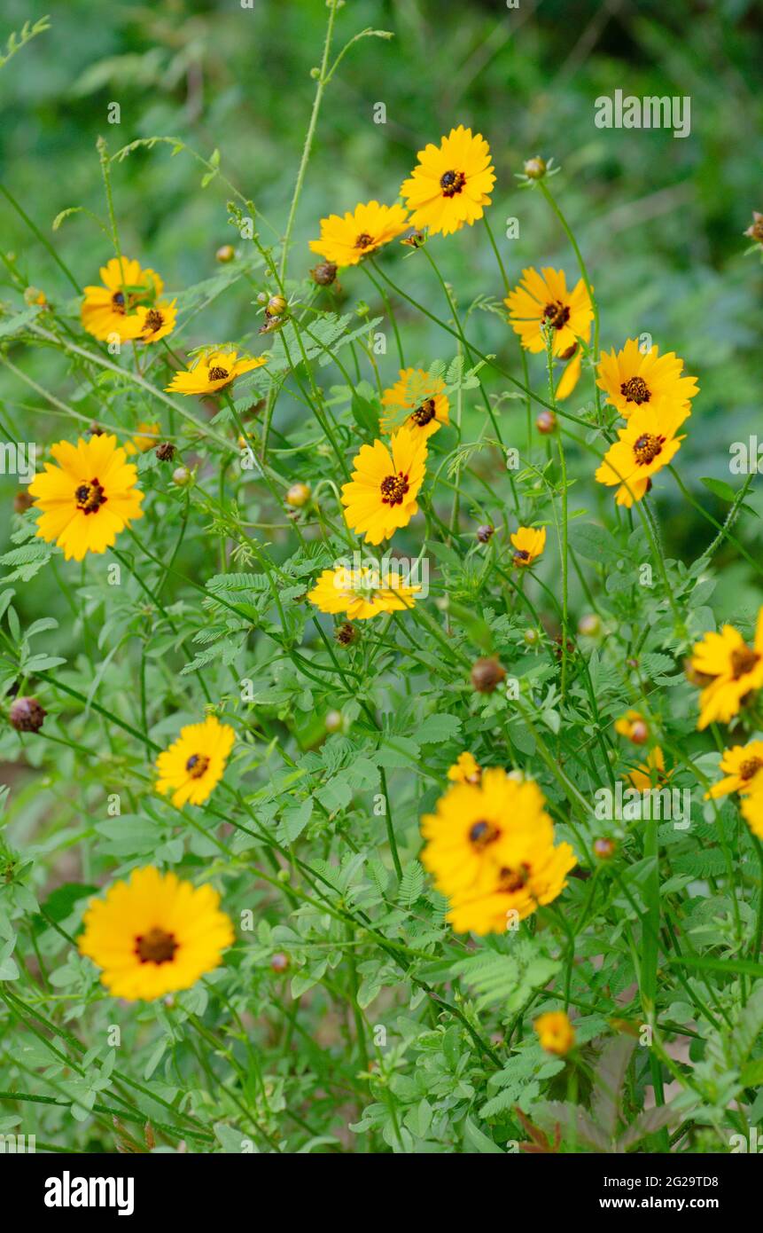 The coreopsis has yellow daisy-like petals and grows on long stems that ...