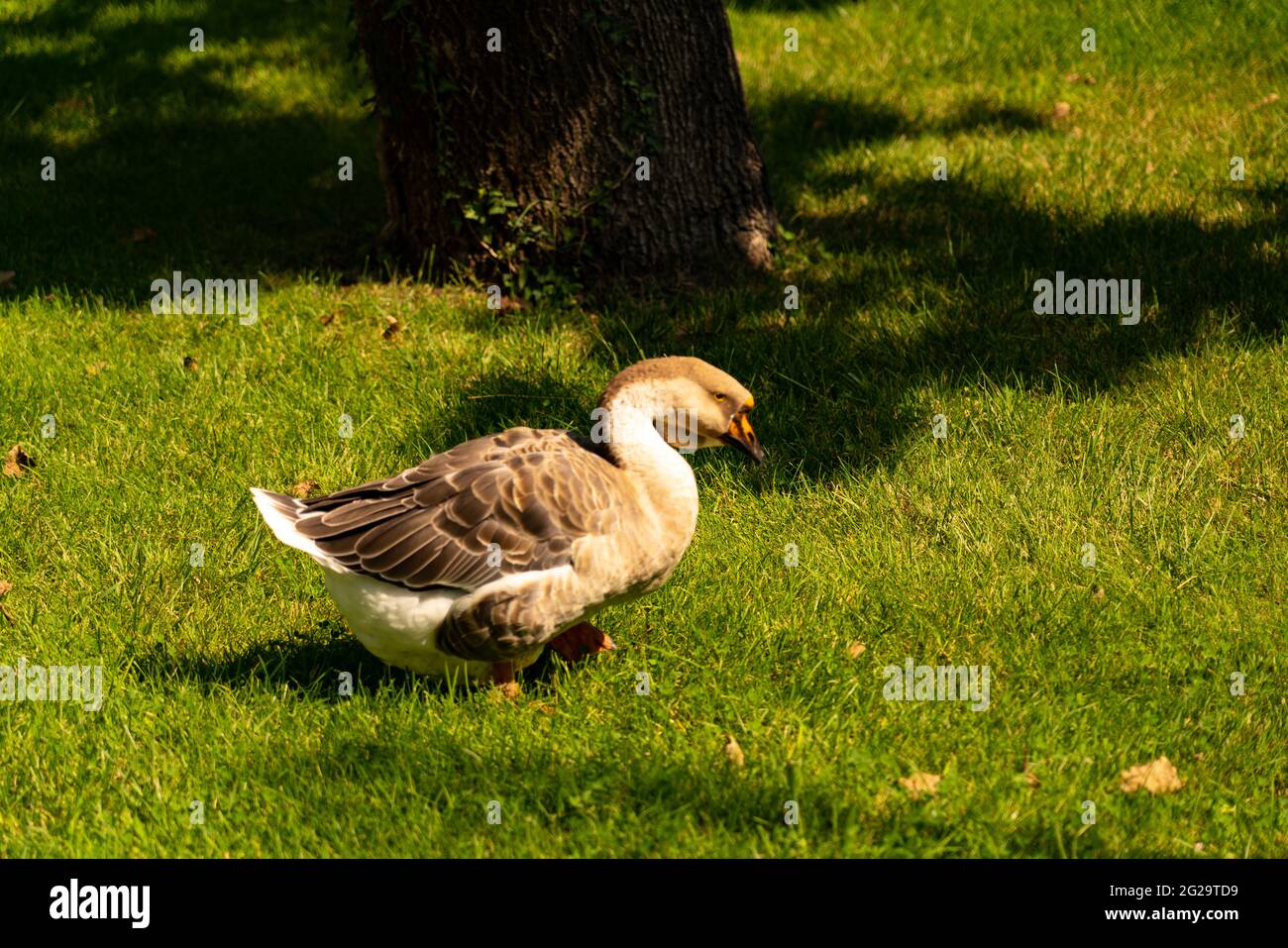 Group white gray domestic geese hi-res stock photography and images - Alamy