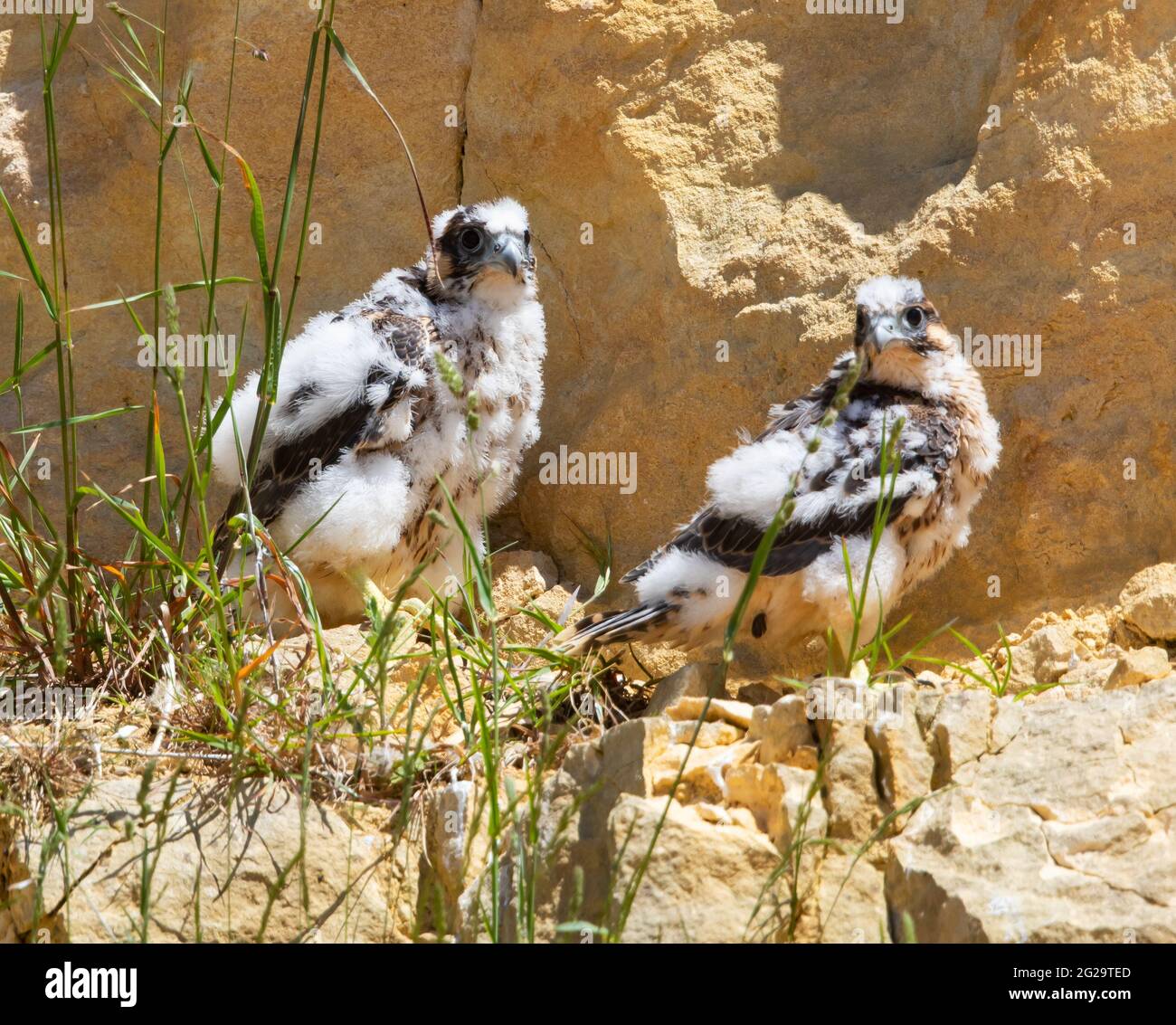 Peregrine Falcon chicks at a quarry nest site in the Cotswold Hills ...
