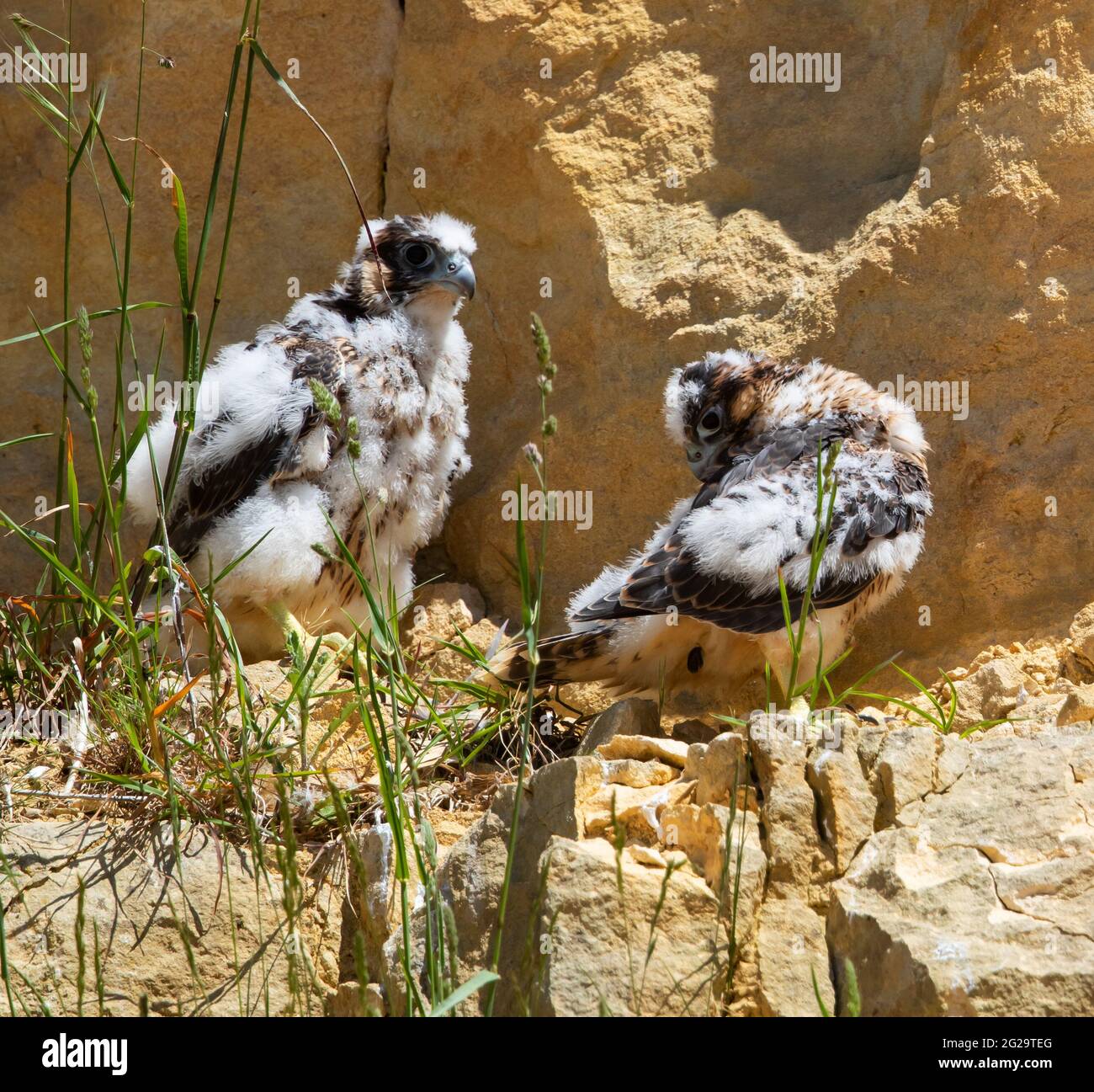 Peregrine Falcon chicks at a quarry nest site in the Cotswold Hills ...