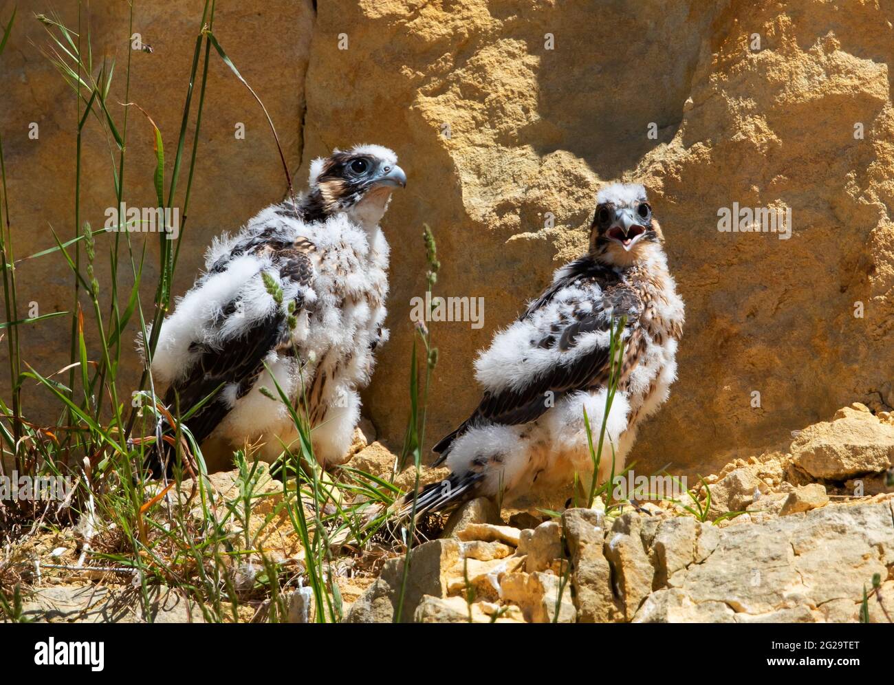 Peregrine Falcon chicks at a quarry nest site in the Cotswold Hills ...