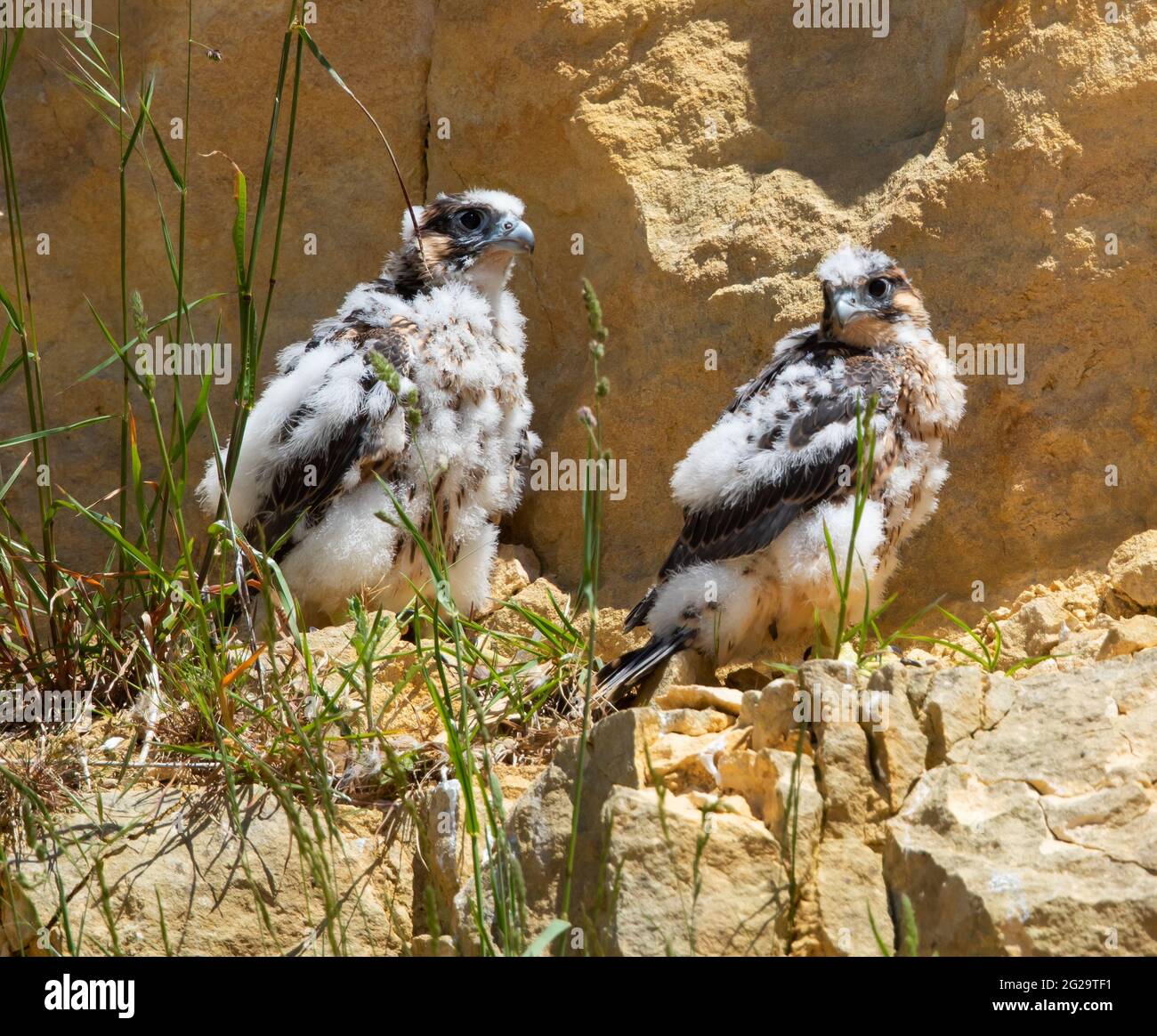 Peregrine Falcon chicks at a quarry nest site in the Cotswold Hills ...