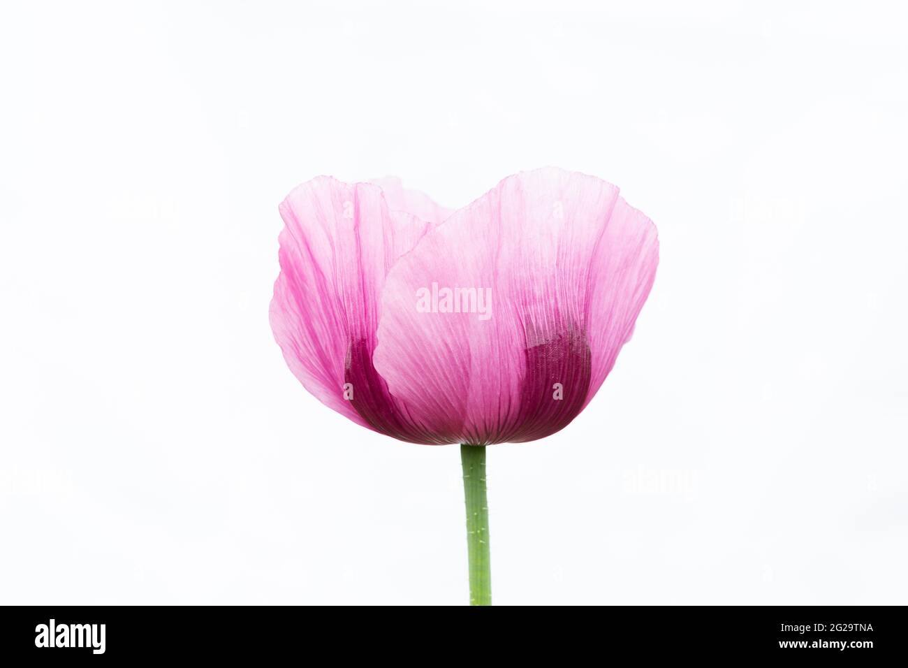 Violet-pink flowers of the opium poppy against a white background Stock ...
