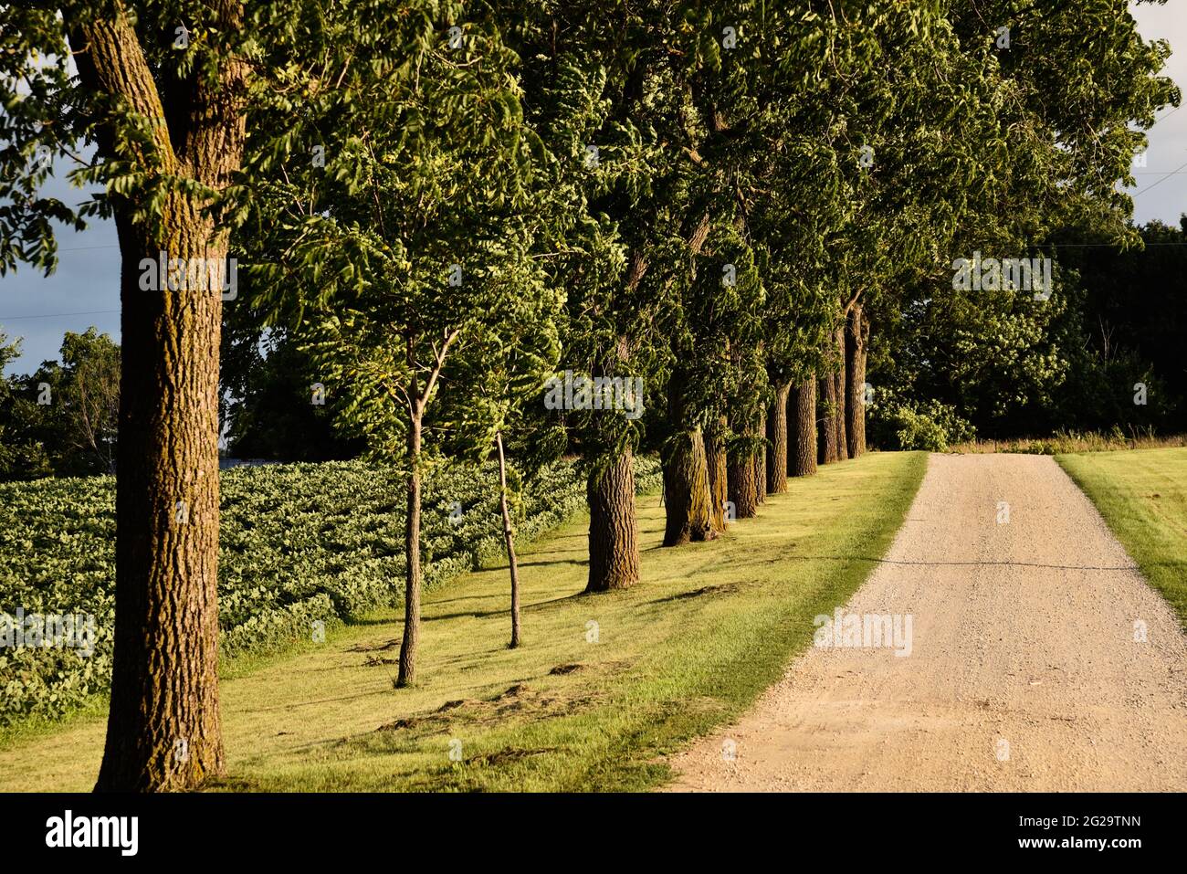 Country gravel road lined trees hi-res stock photography and images - Alamy
