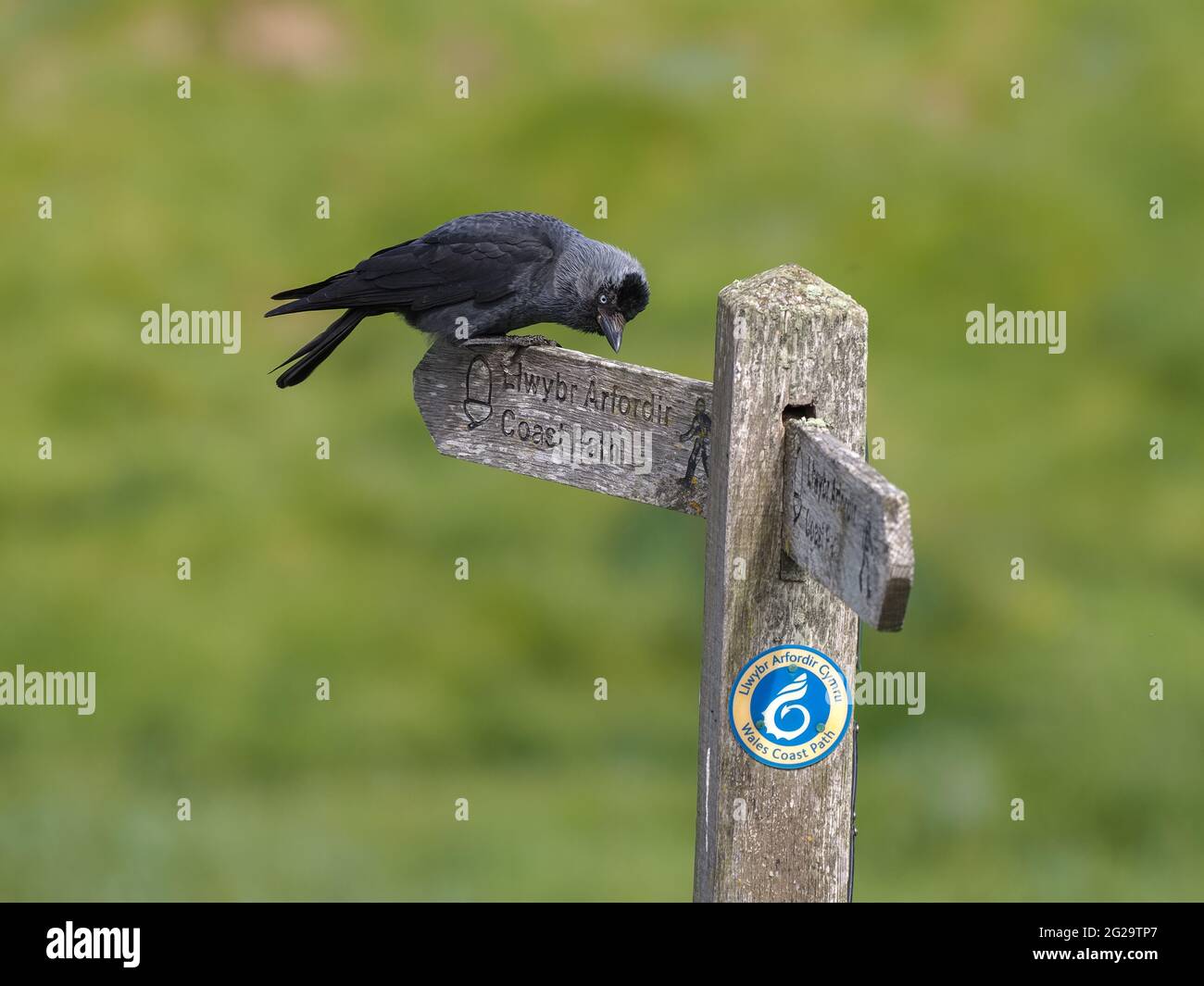 Crow edge sign hi-res stock photography and images - Alamy
