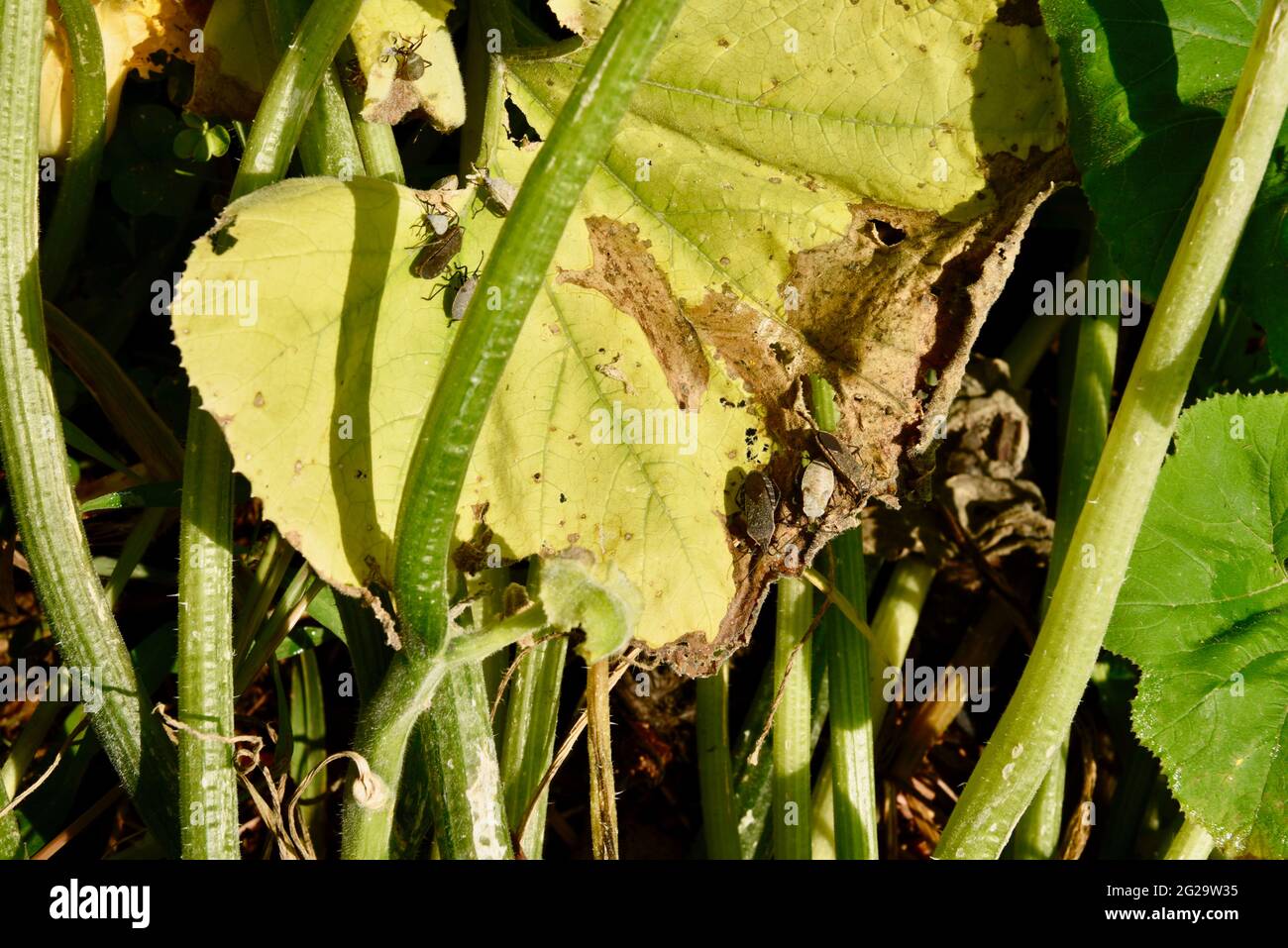 Bugs eating plants hi-res stock photography and images - Alamy