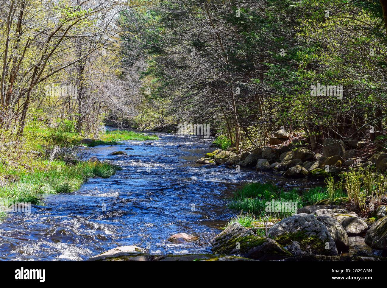 spring down by the stream in the wilderness of new england Stock Photo ...