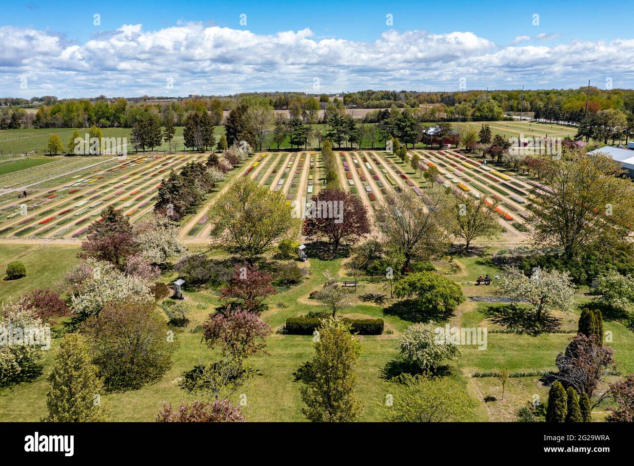 Holland, Michigan - Tulip beds at the Veldheer Tulip Farm. The city's ...