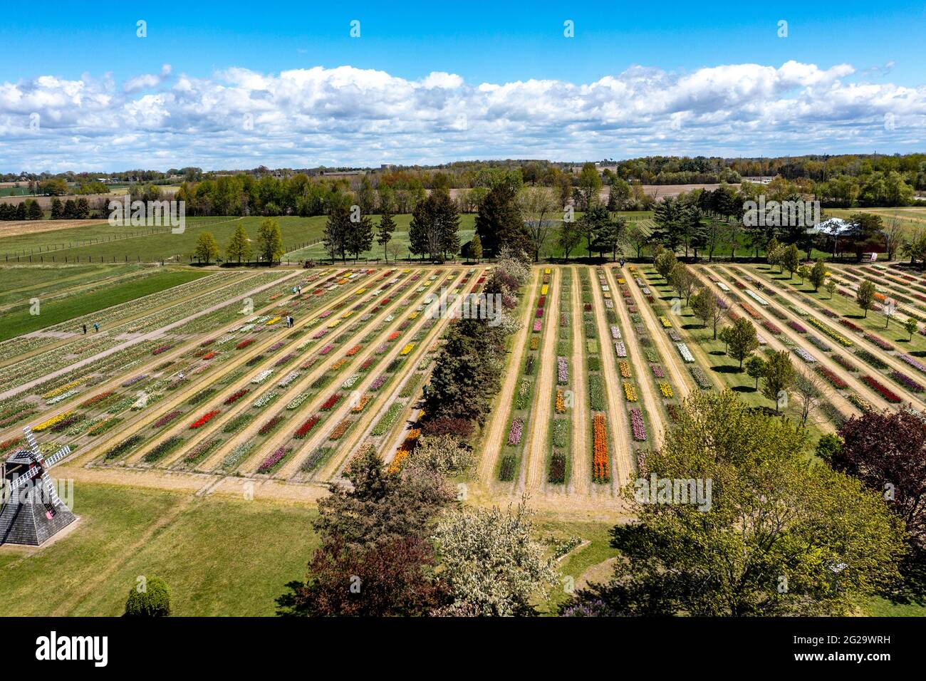 Holland, Michigan - Tulip beds at the Veldheer Tulip Farm. The city's ...