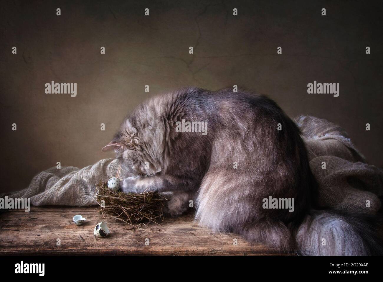 Spring still life with beautiful fluffy kitty Stock Photo - Alamy