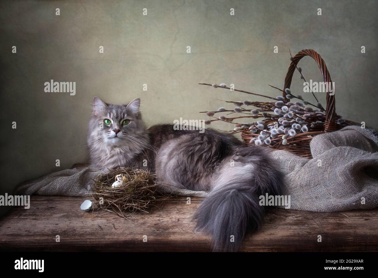Spring still life with beautiful fluffy kitty Stock Photo - Alamy