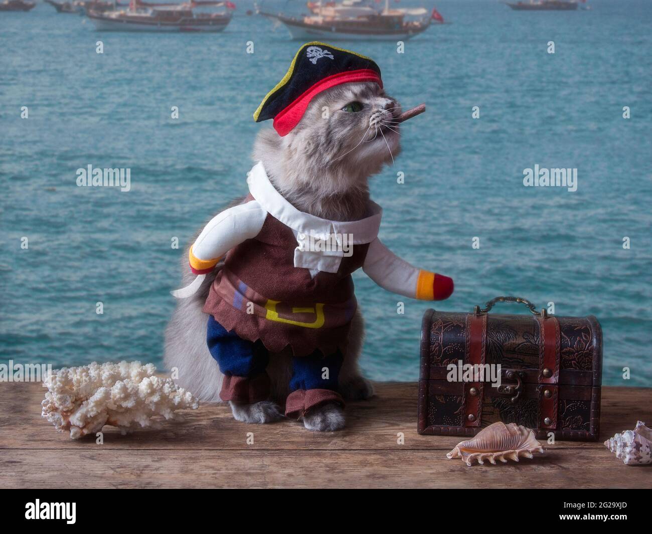 Funny kitten in a pirate costume Stock Photo - Alamy