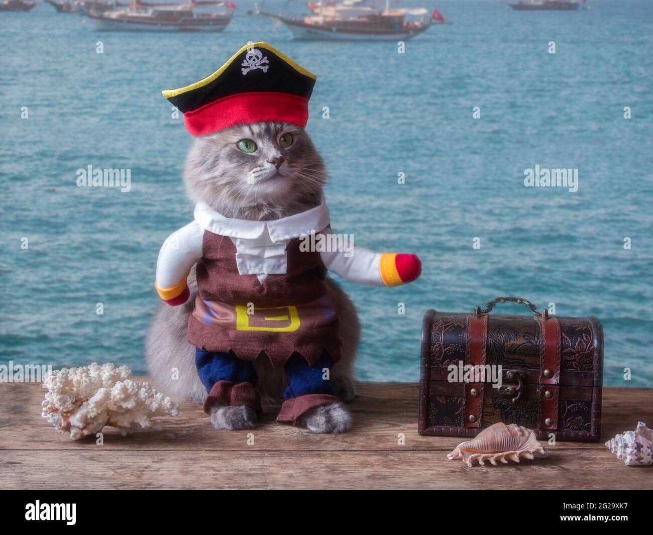 Funny kitten in a pirate costume Stock Photo - Alamy