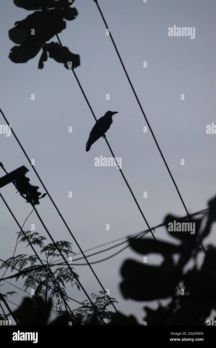 Crow sitting on a cable line Stock Photo - Alamy