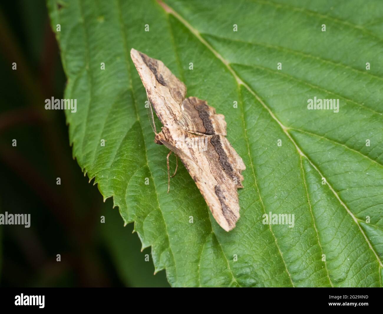 Native moth hi-res stock photography and images - Alamy