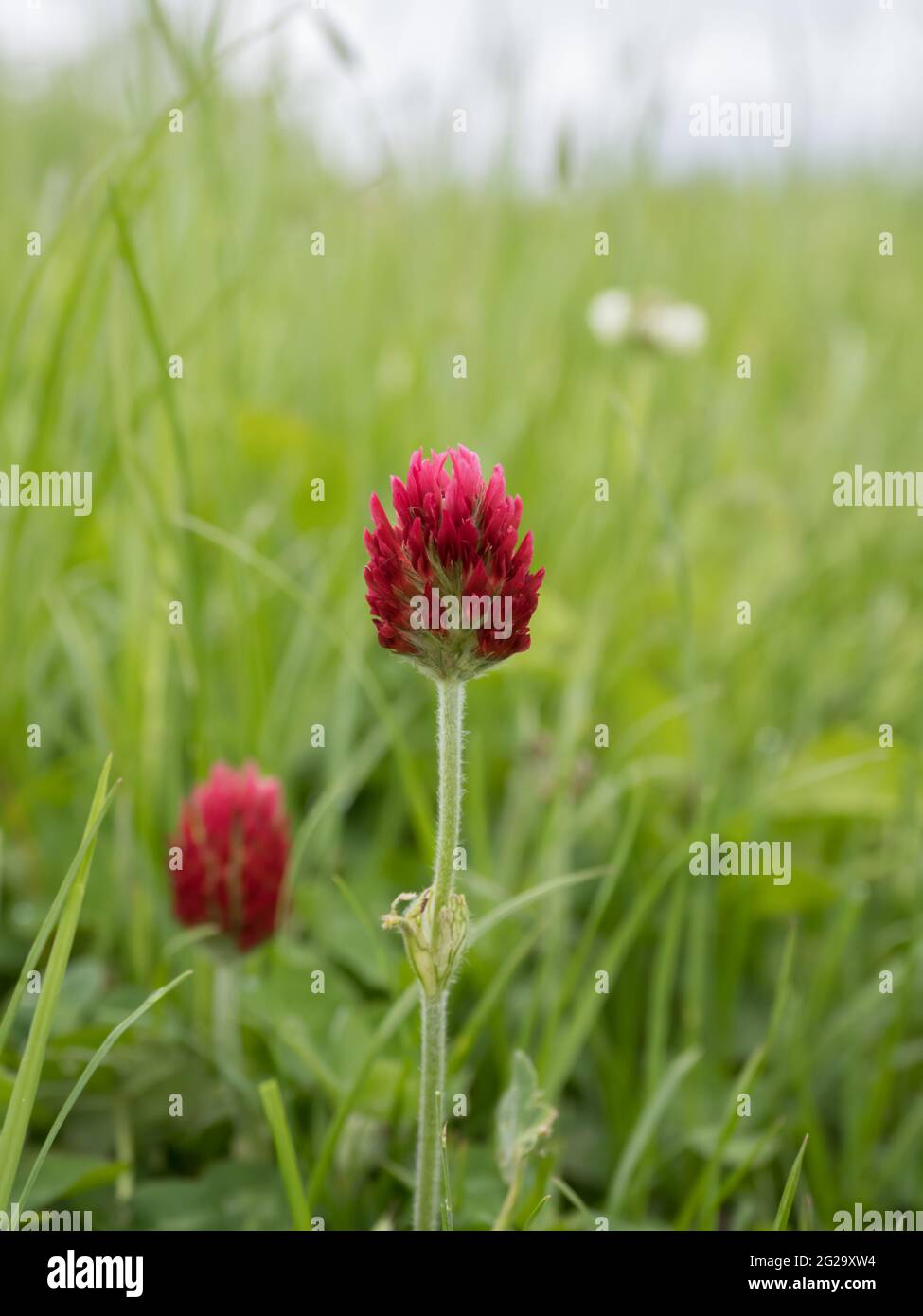 Trifolium incarnatum, known as Crimson Clover or Italian Clover Stock ...