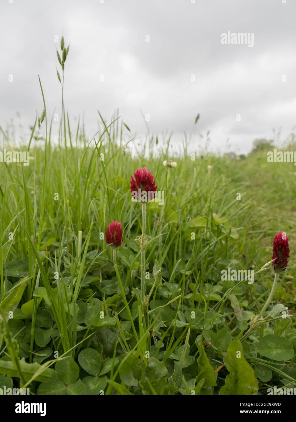 Trifolium incarnatum, known as Crimson Clover or Italian Clover Stock ...