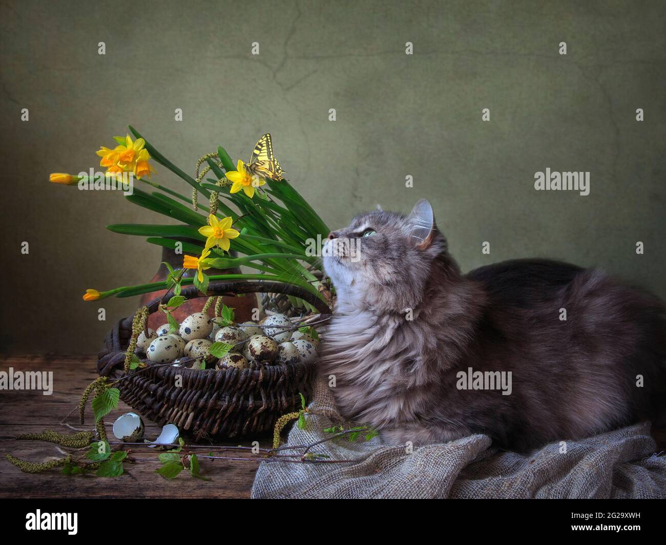 Spring still life with beautiful fluffy kitty Stock Photo - Alamy