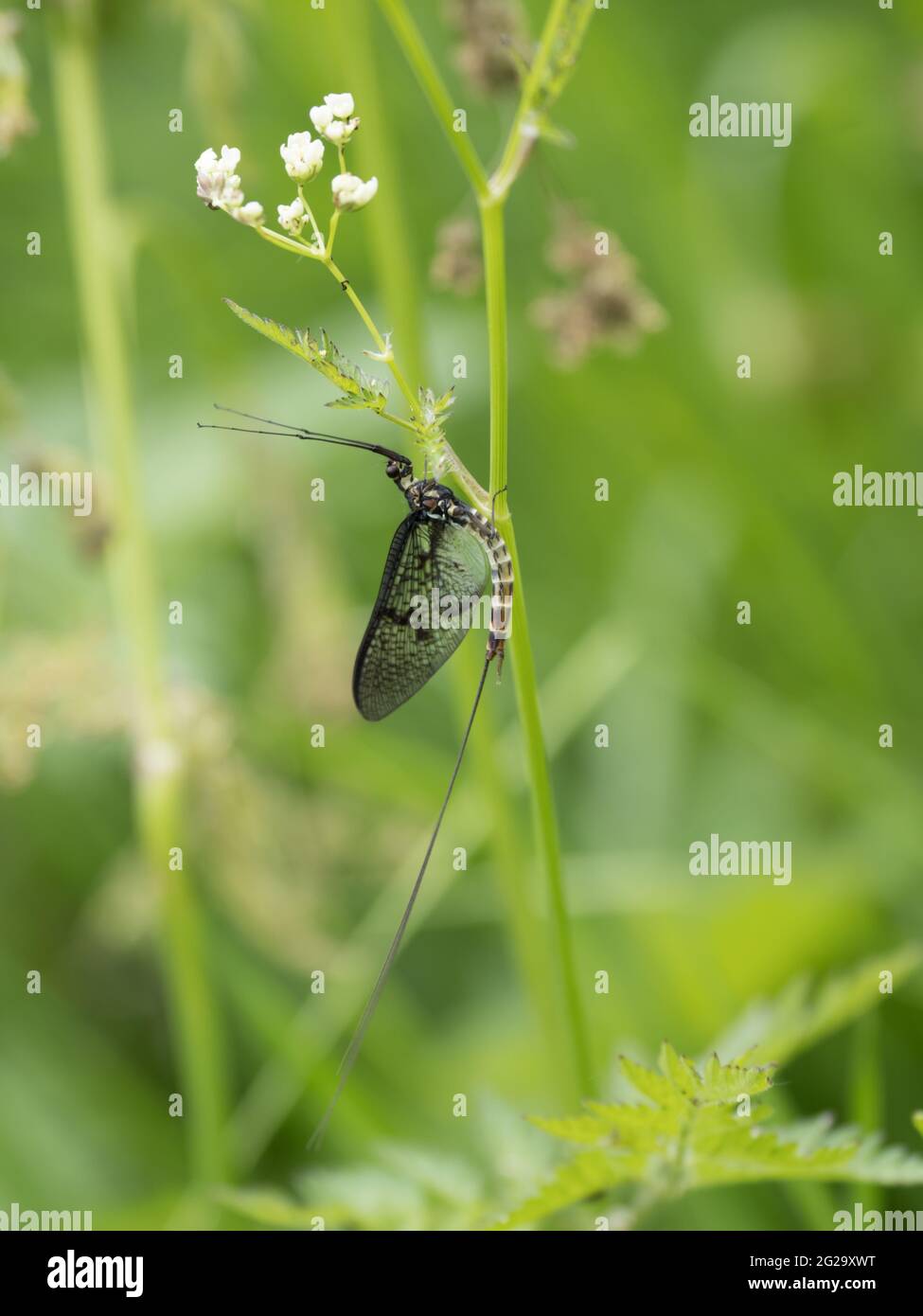 Common Mayflies High Resolution Stock Photography and Images - Alamy