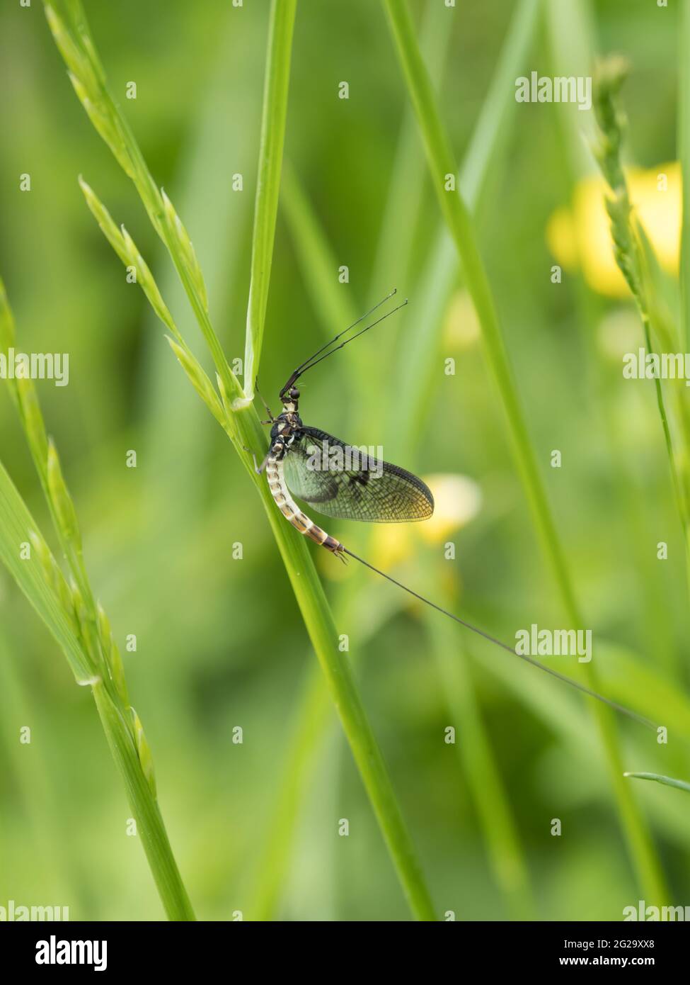 Common Mayflies High Resolution Stock Photography and Images - Alamy