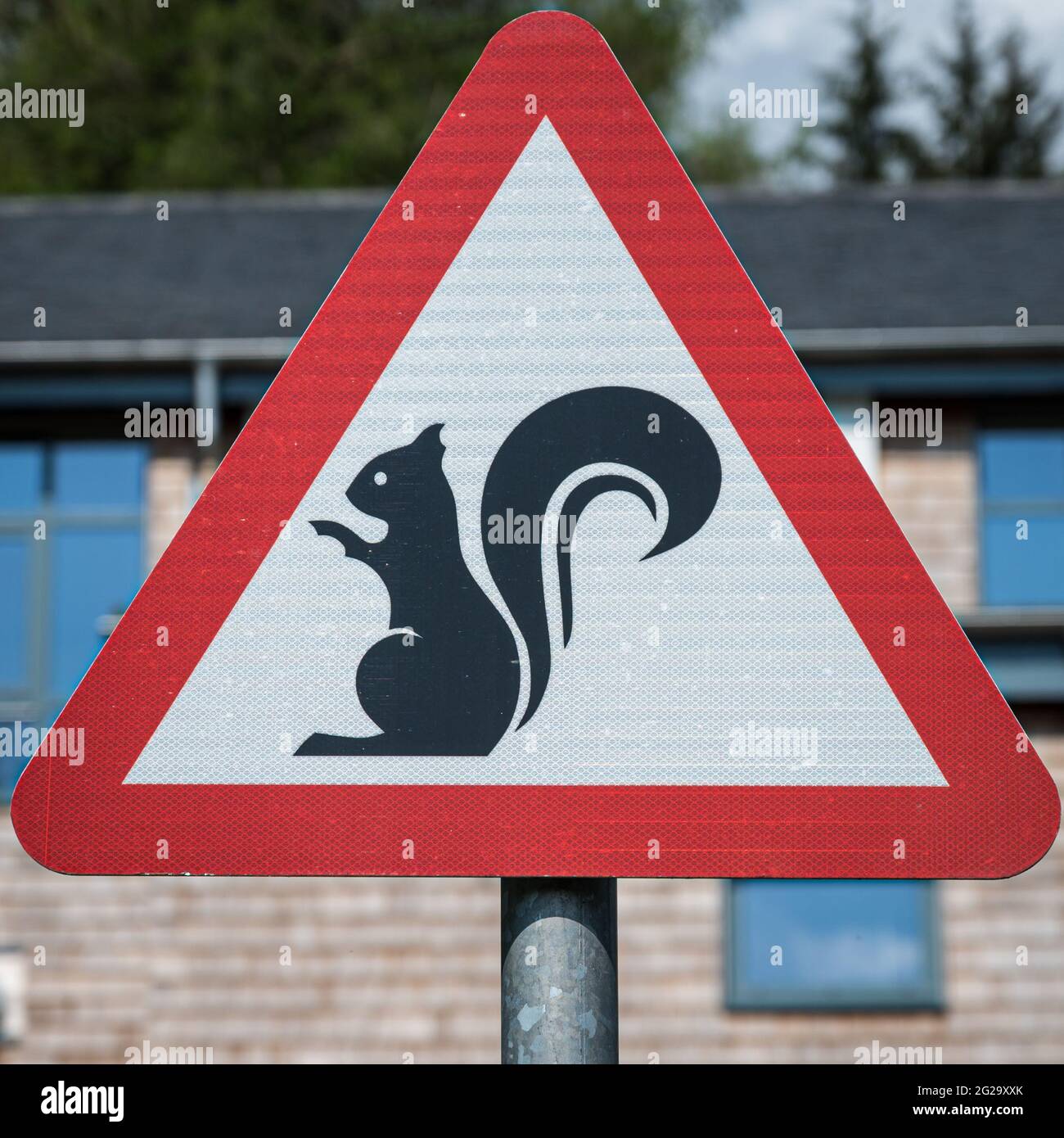 Squirrel crossing sign hi-res stock photography and images - Alamy