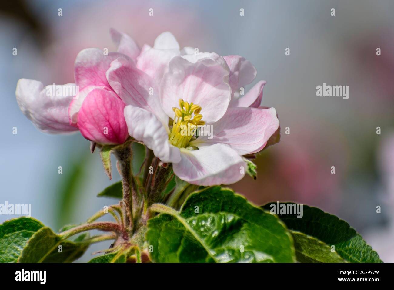 British blooming tree hi-res stock photography and images - Alamy