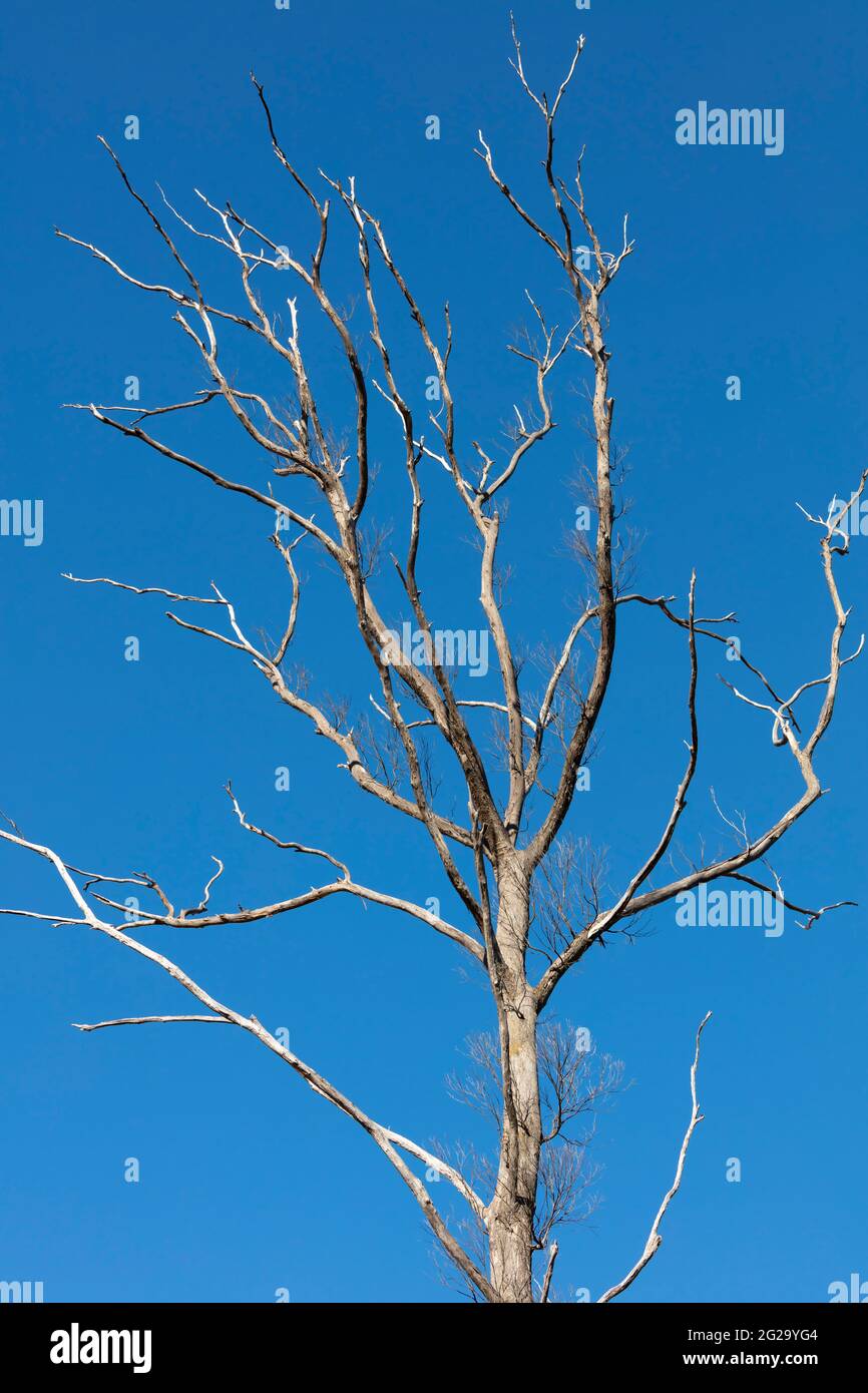 A large dead tree with long branches and no leaves in front of a bright ...
