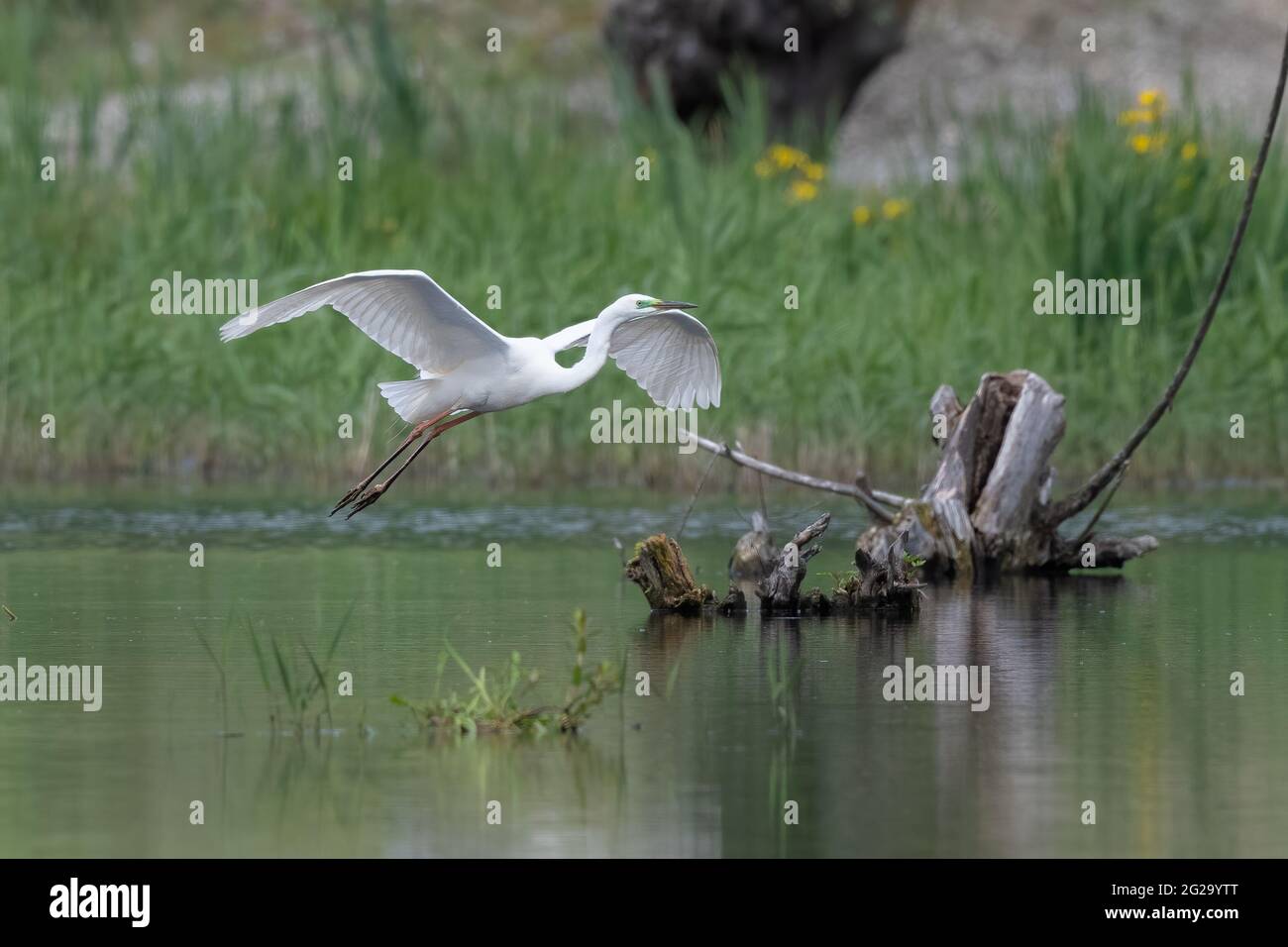 Great egret (Ardea alba) flying over wetland in natural habitat Stock ...