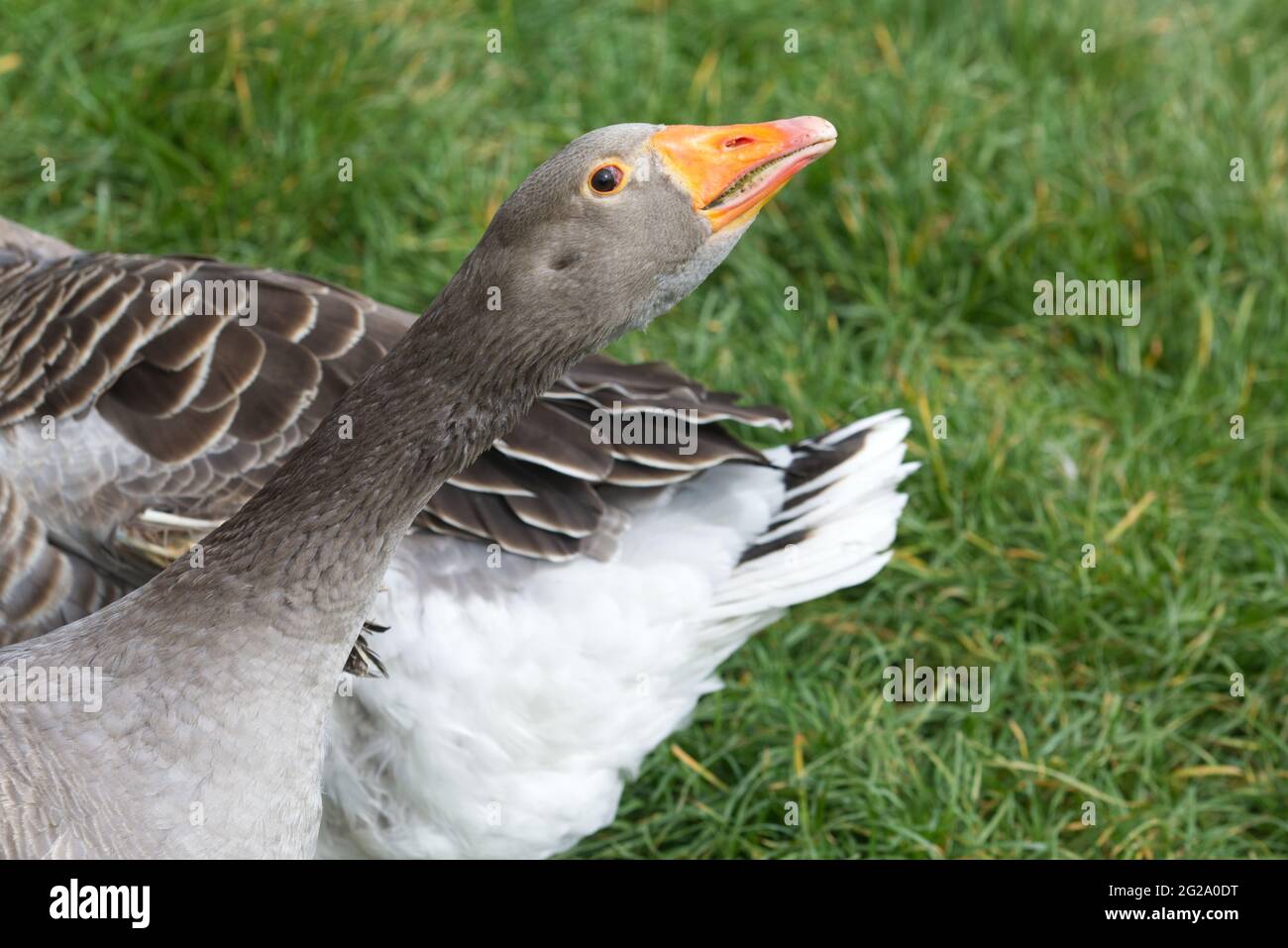 Grey lag goose field hi-res stock photography and images - Alamy