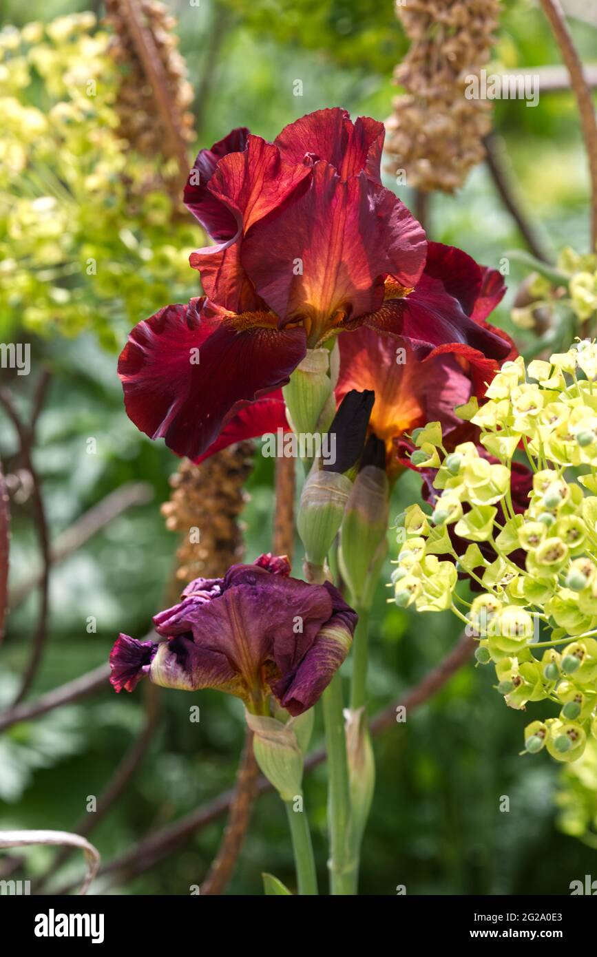 Iris germanica, Sultan's Palace Stock Photo - Alamy
