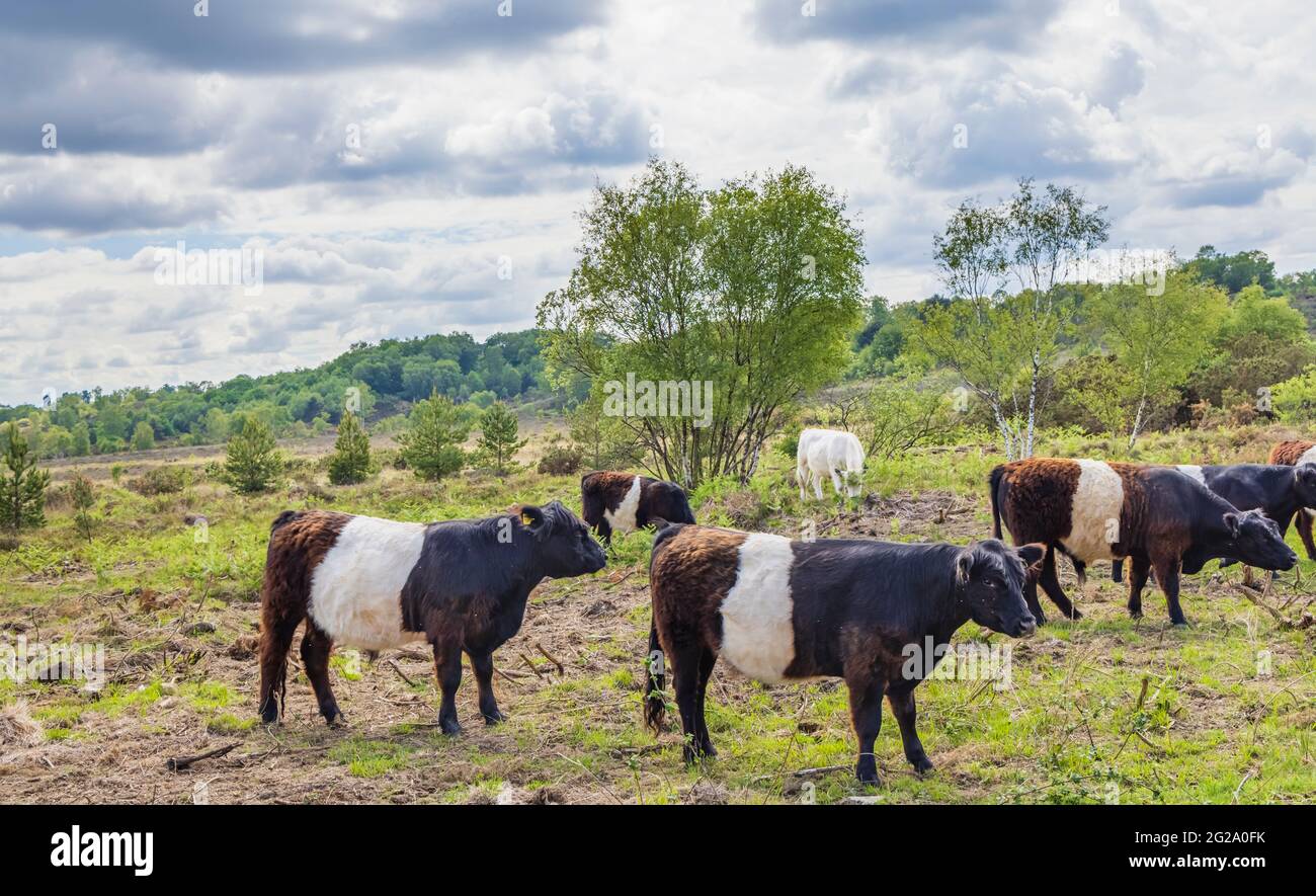 Rare breeds summer hi-res stock photography and images - Alamy
