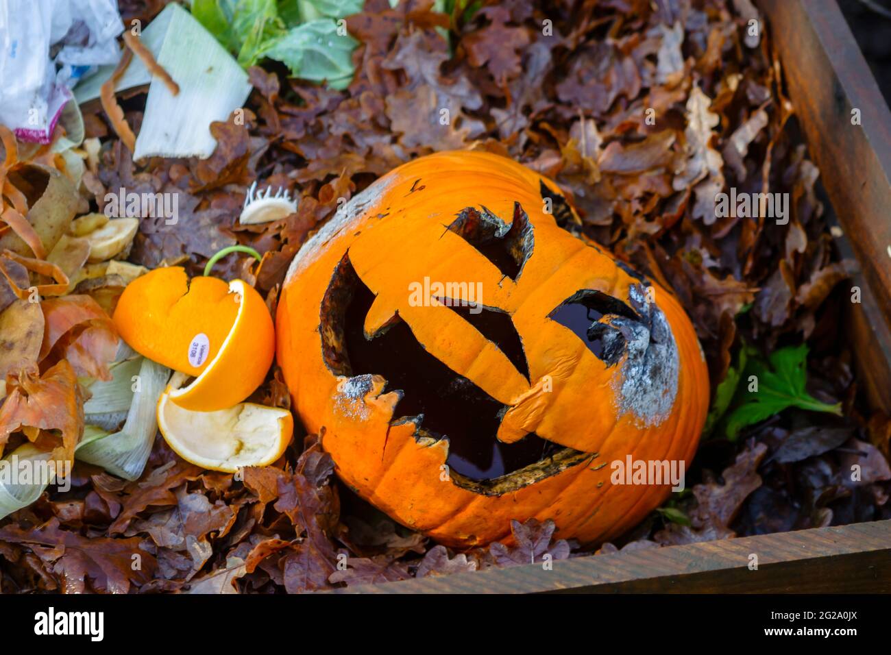 Traditional carved pumpkin face lanterns rotting and decomposing on a ...