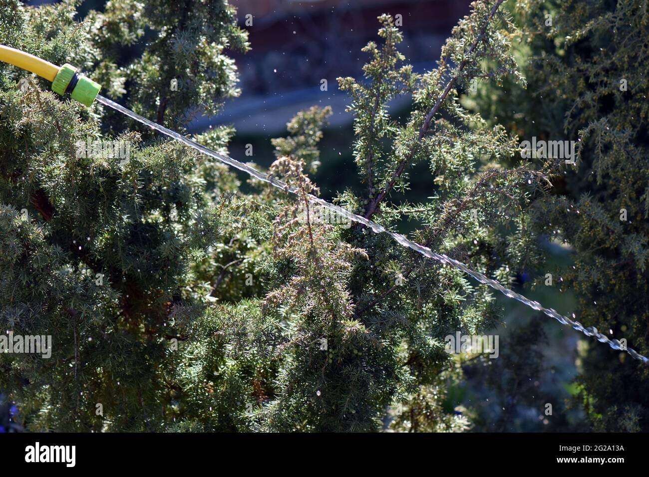 Jet of splashing water from the watering hose Stock Photo - Alamy