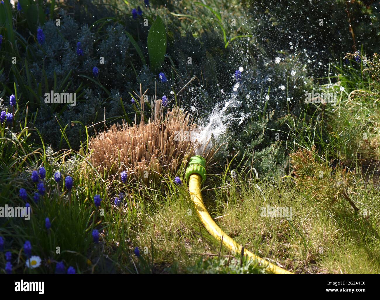 Jet of splashing water from the watering hose Stock Photo - Alamy