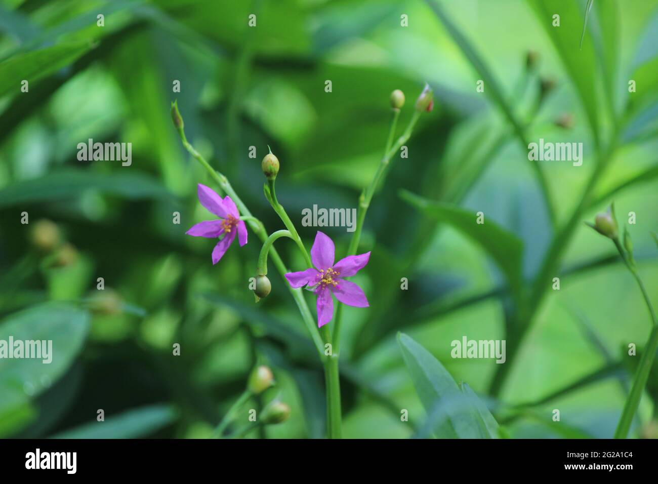 Talinum paniculatum, gas nivithi plants with flowers. succulent ...