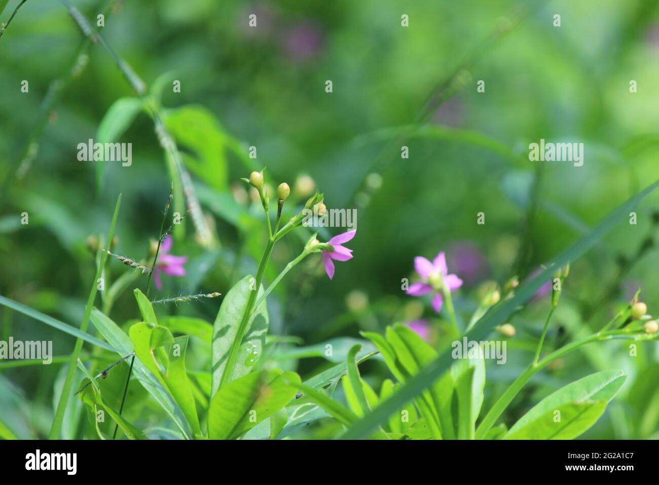 Talinum paniculatum, gas nivithi plants with flowers. succulent ...