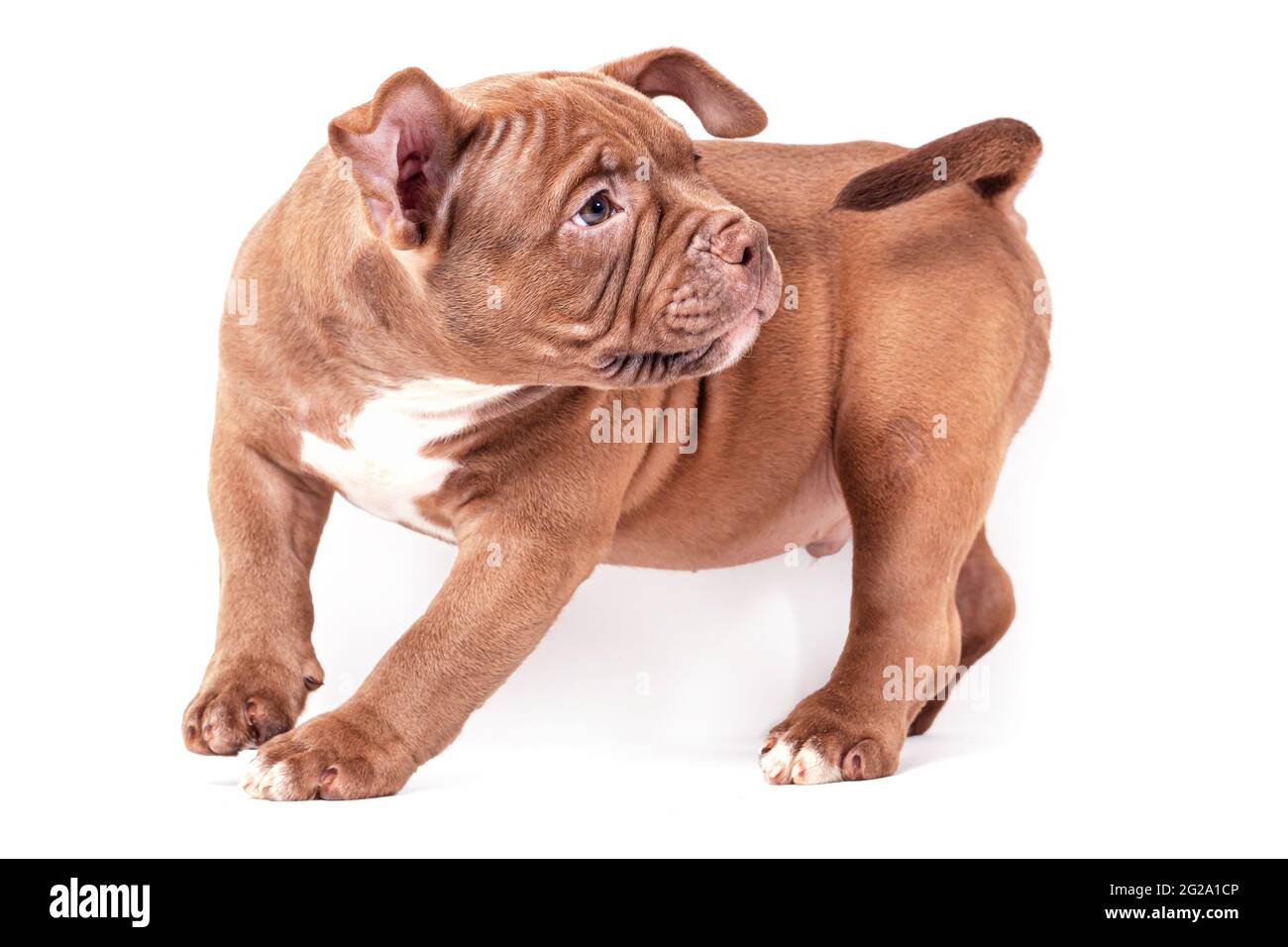 A brown American bully puppy stands calmly and looks back. Isolated on ...