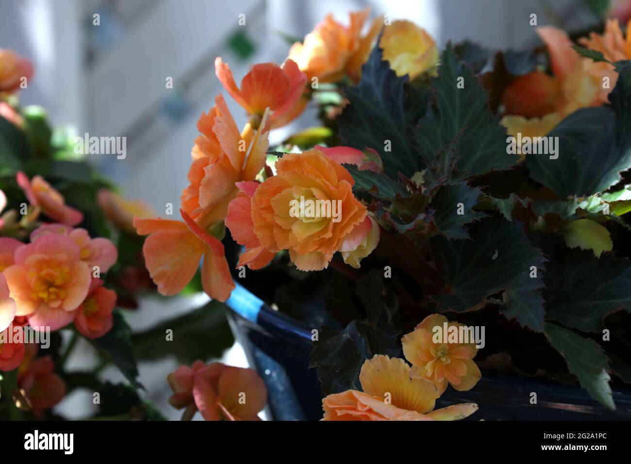 Iconia portofino sunrise begonia hi-res stock photography and images ...
