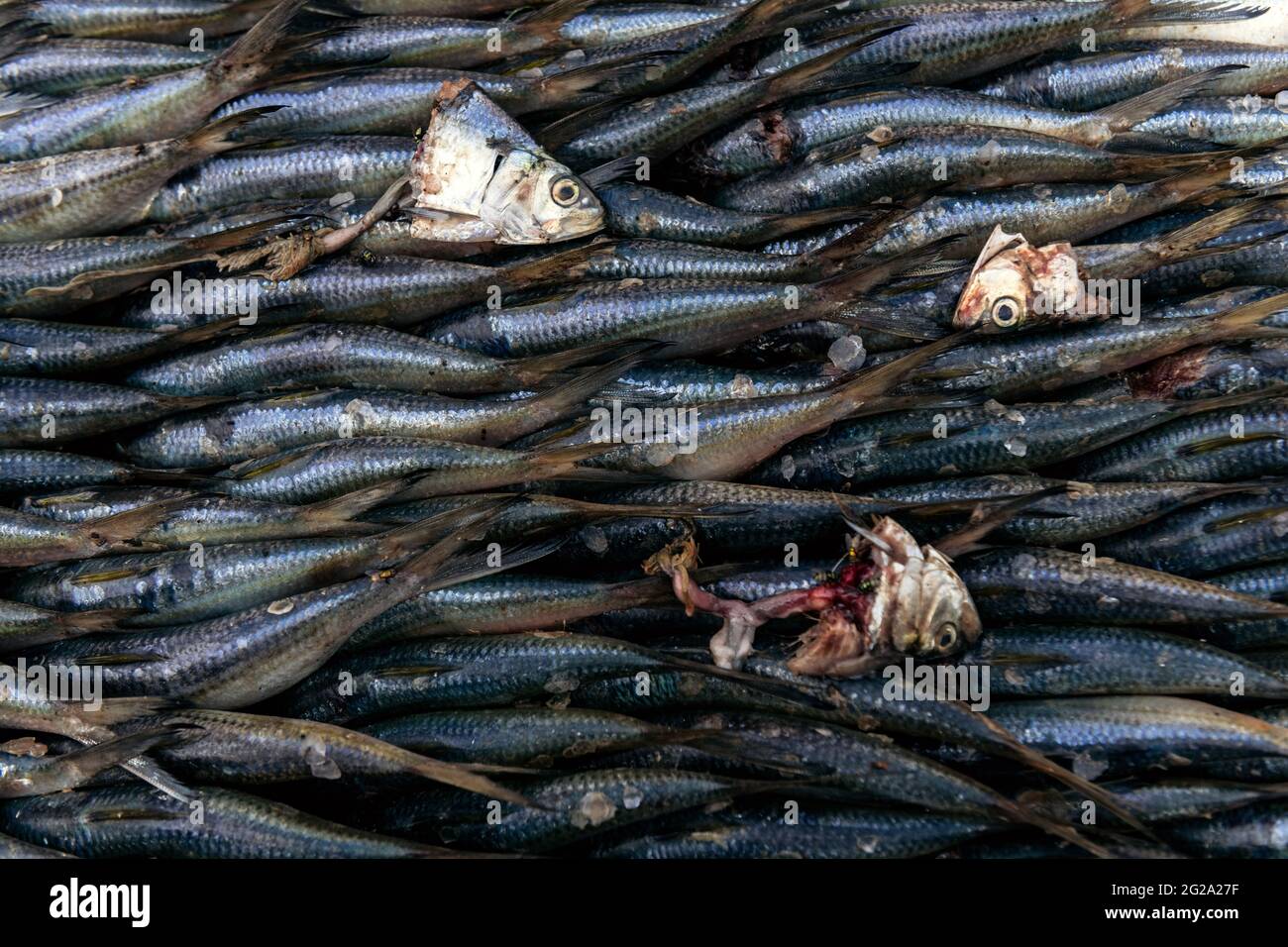 Cut off heads hi-res stock photography and images - Alamy