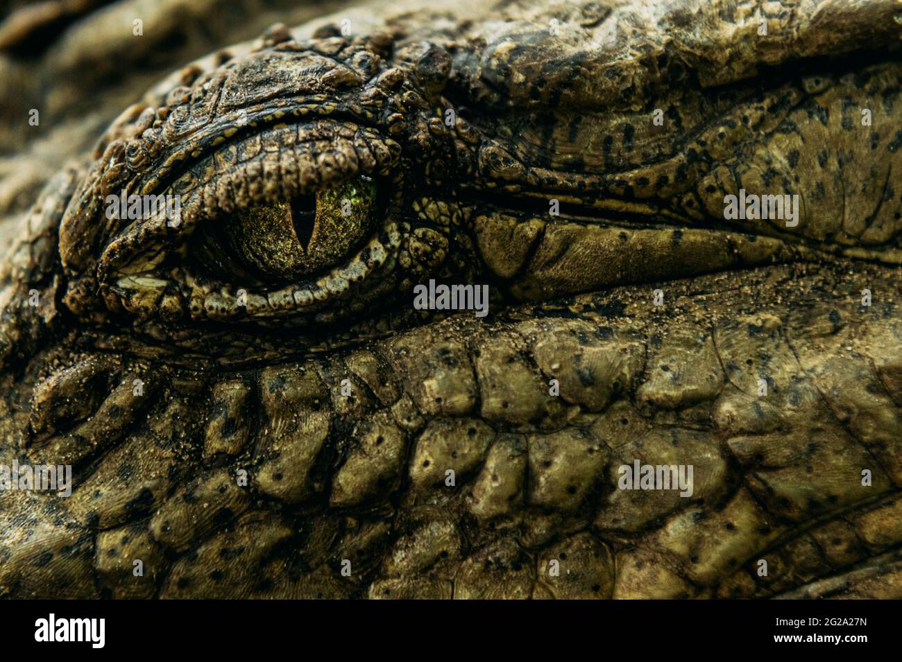 Closeup green eye of calm alligator an reptile skin covered with sand ...