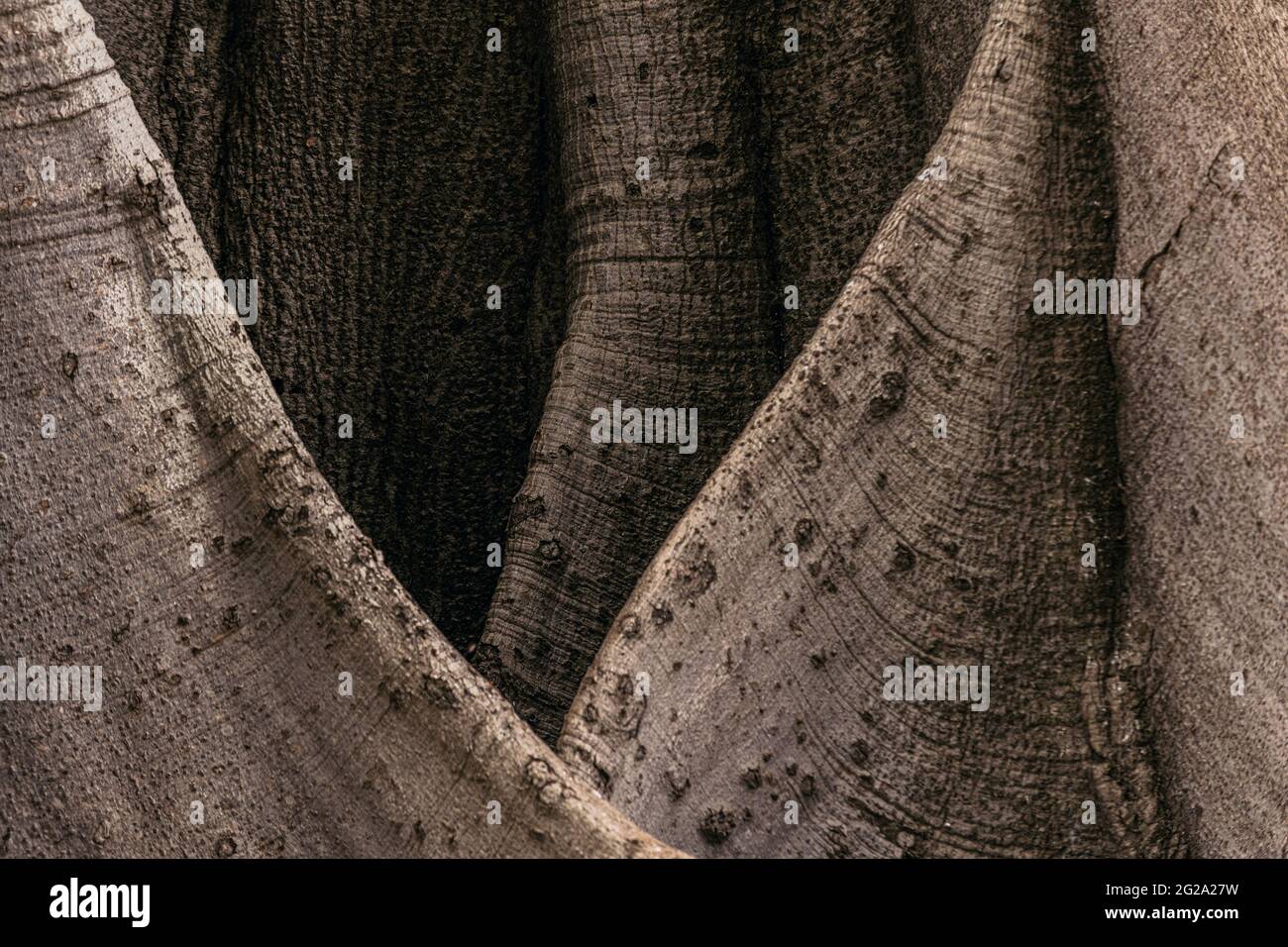 Closeup texture of tropical tree body with grey spotted bark and ...