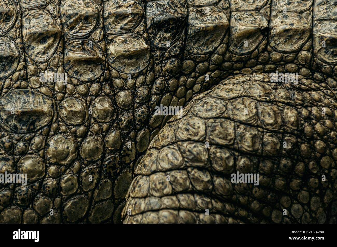 Alligator eyelid hi-res stock photography and images - Alamy