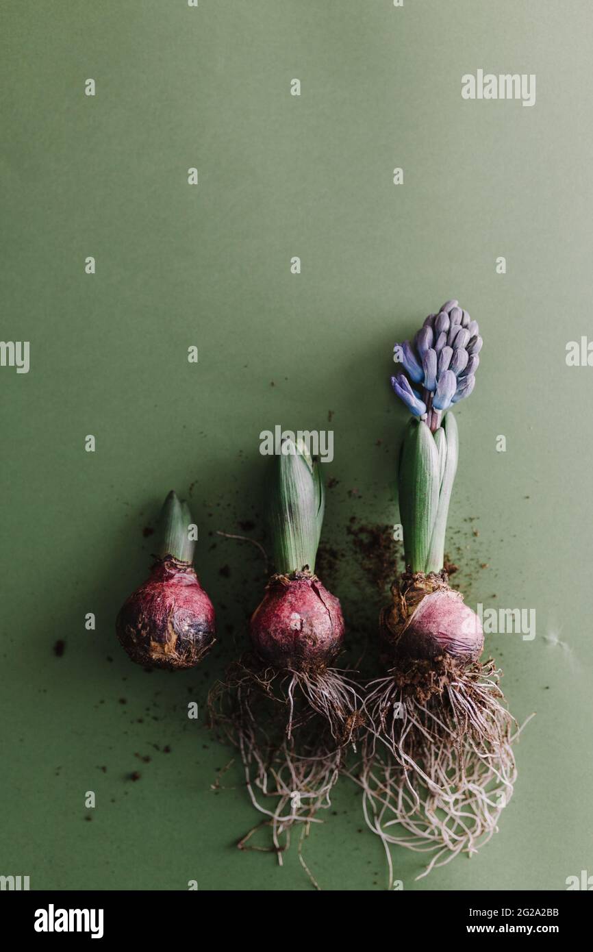 Top view of collection of fresh Hyacinth plants at various stages of ...