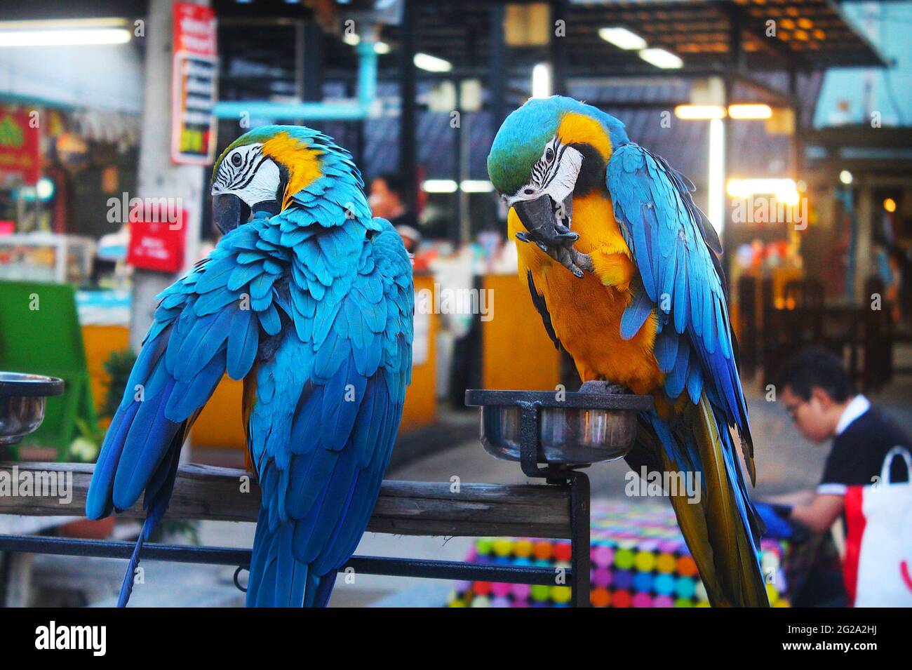 Chiang Mai, Thailand - September 28,2015: Two Blue-yellow macaw parrots ...