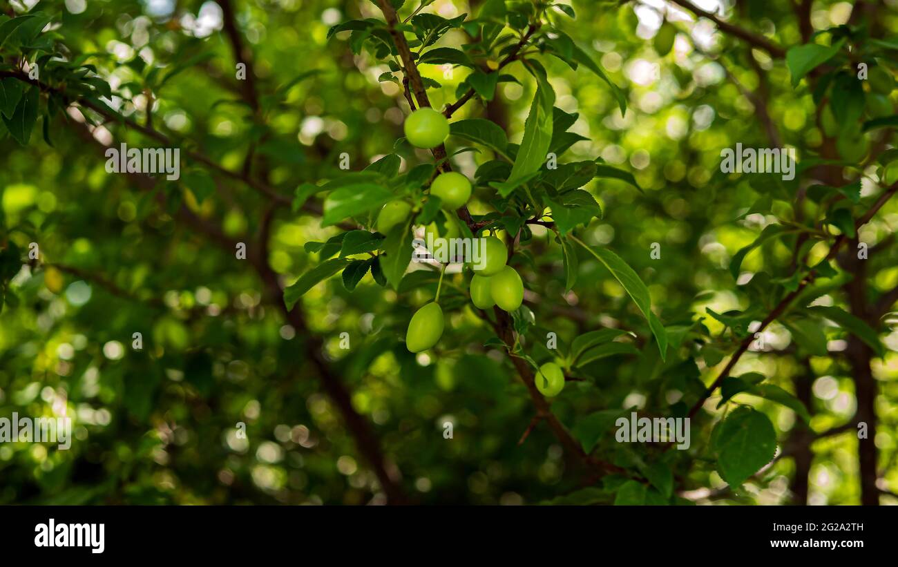 Green cherry plum hi-res stock photography and images - Alamy